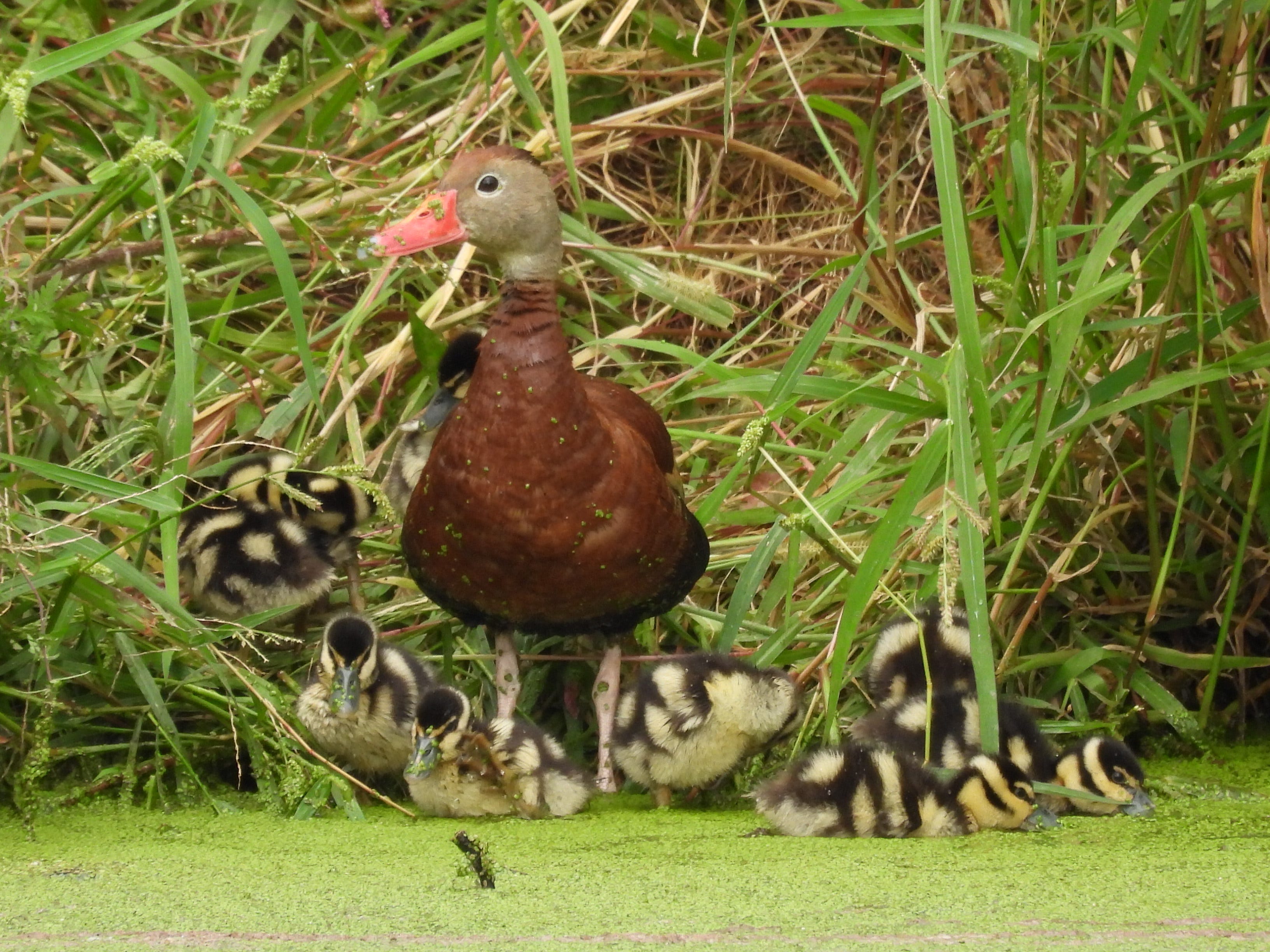 Rare find: Wayne Amish farm has first recorded Ohio nest of Black ...