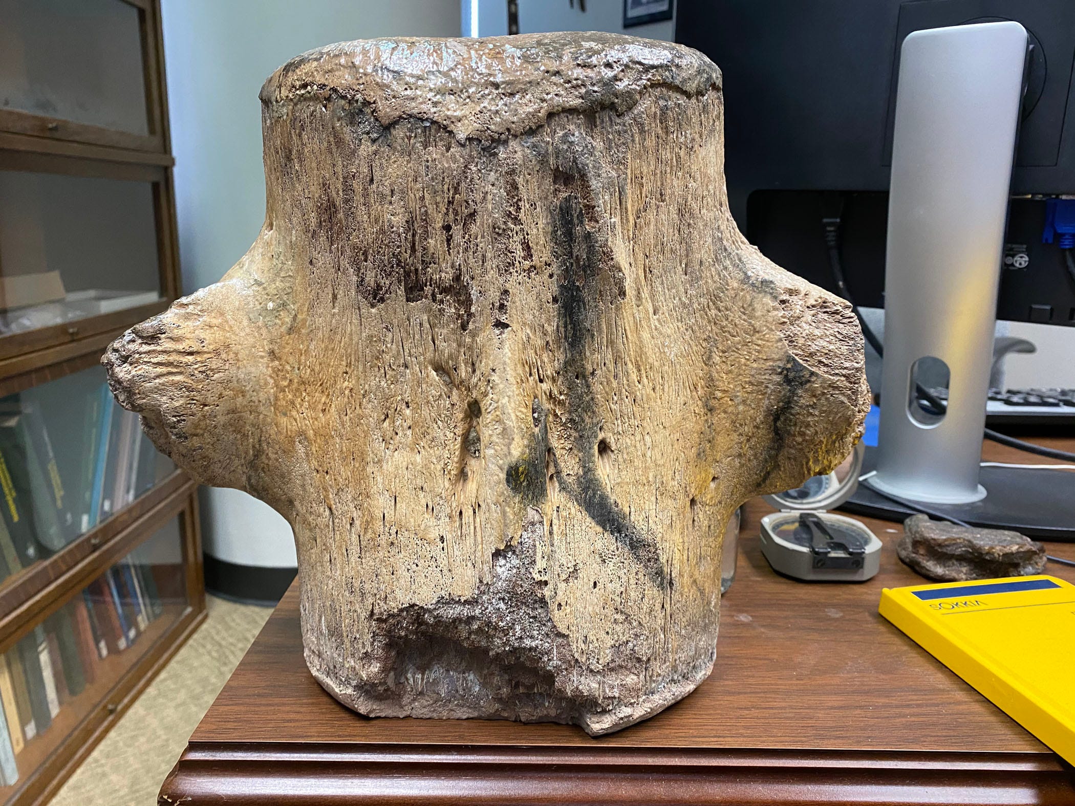 A prehistoric whale, basilosaurus, was found while building The Rez