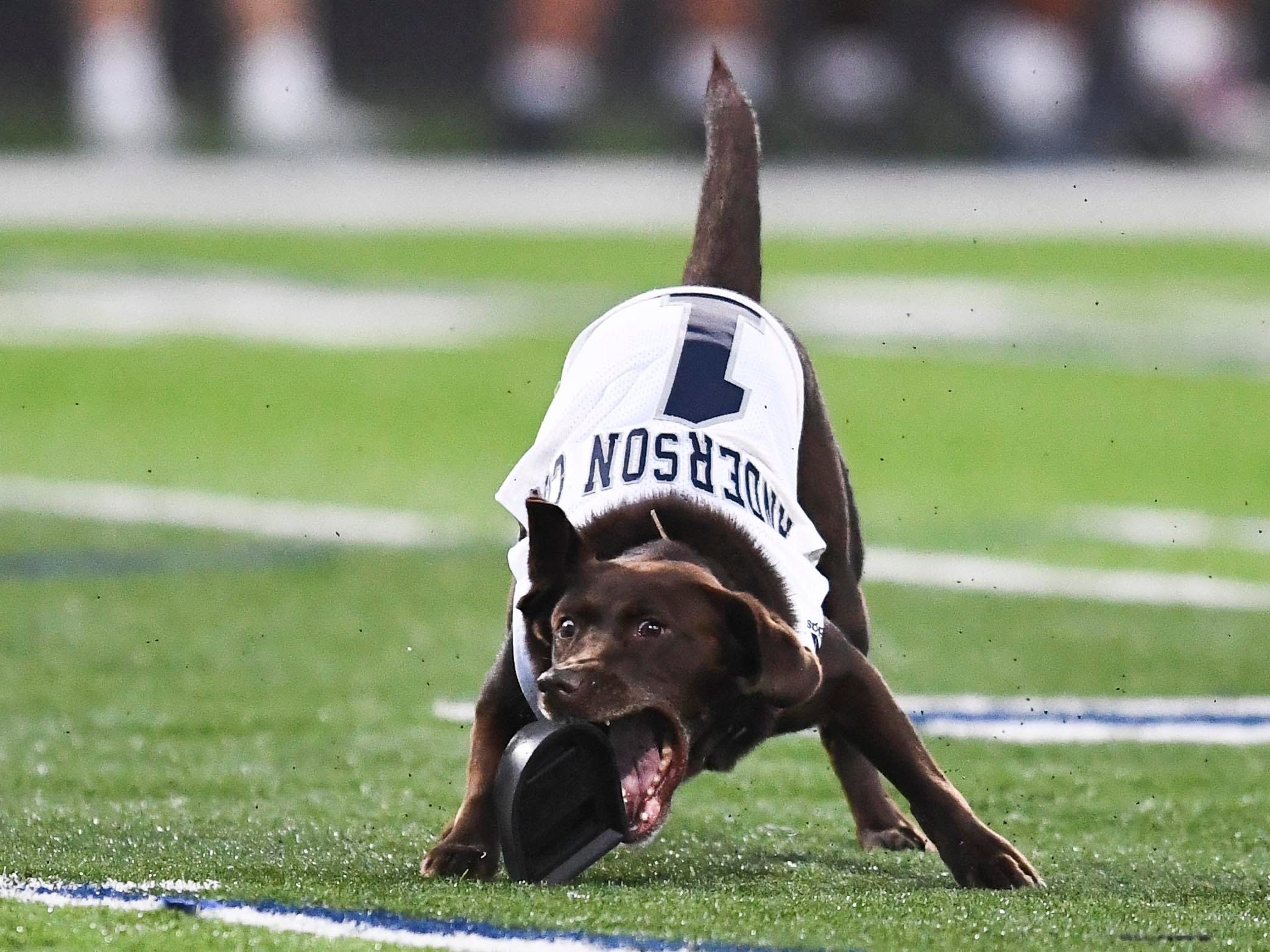 TSSAA football playoffs: Anderson County dog Ella retrieves tee in ...