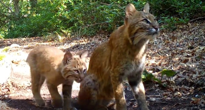 Rhode Island bobcat and kitten seen on trail cam