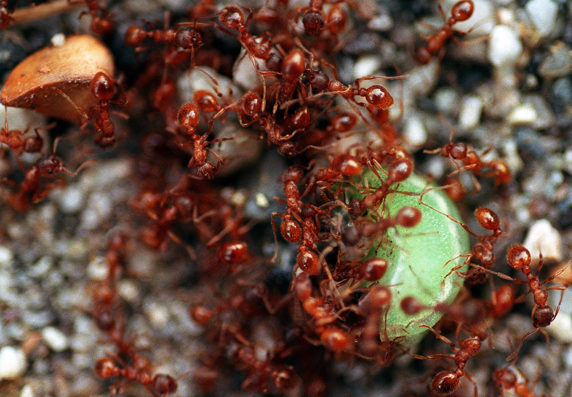 Ant research: There are at least 20 quadrillion ants on Earth