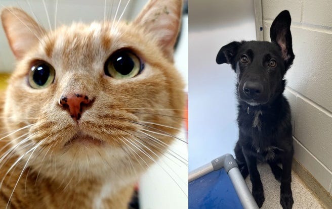 Kitchener Humane Society Pets For Adoption | Besto Blog