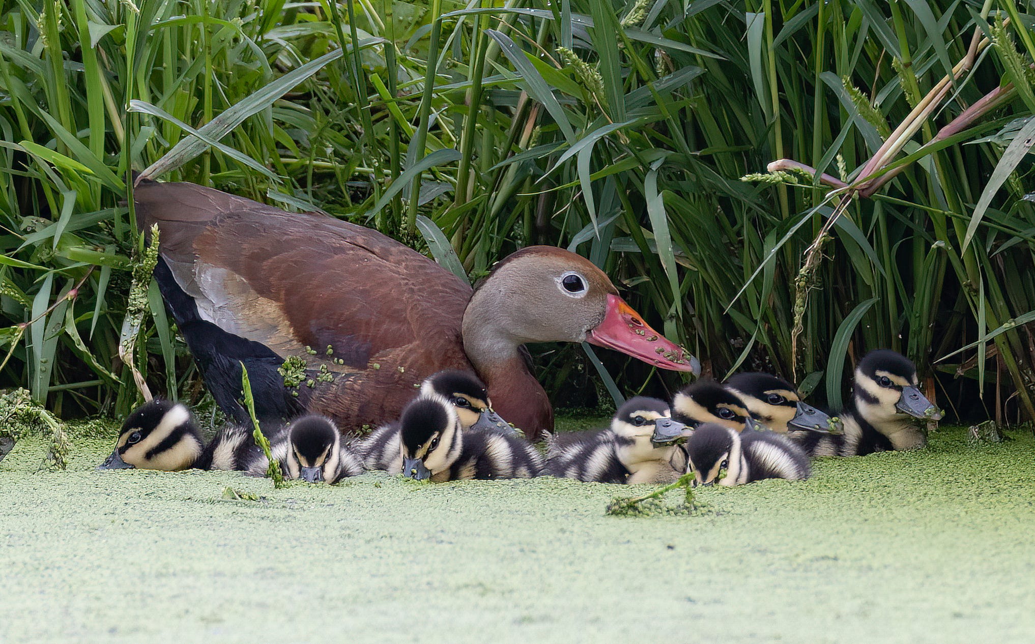 Black-bellied whistling-ducks now documented nesting in Ohio