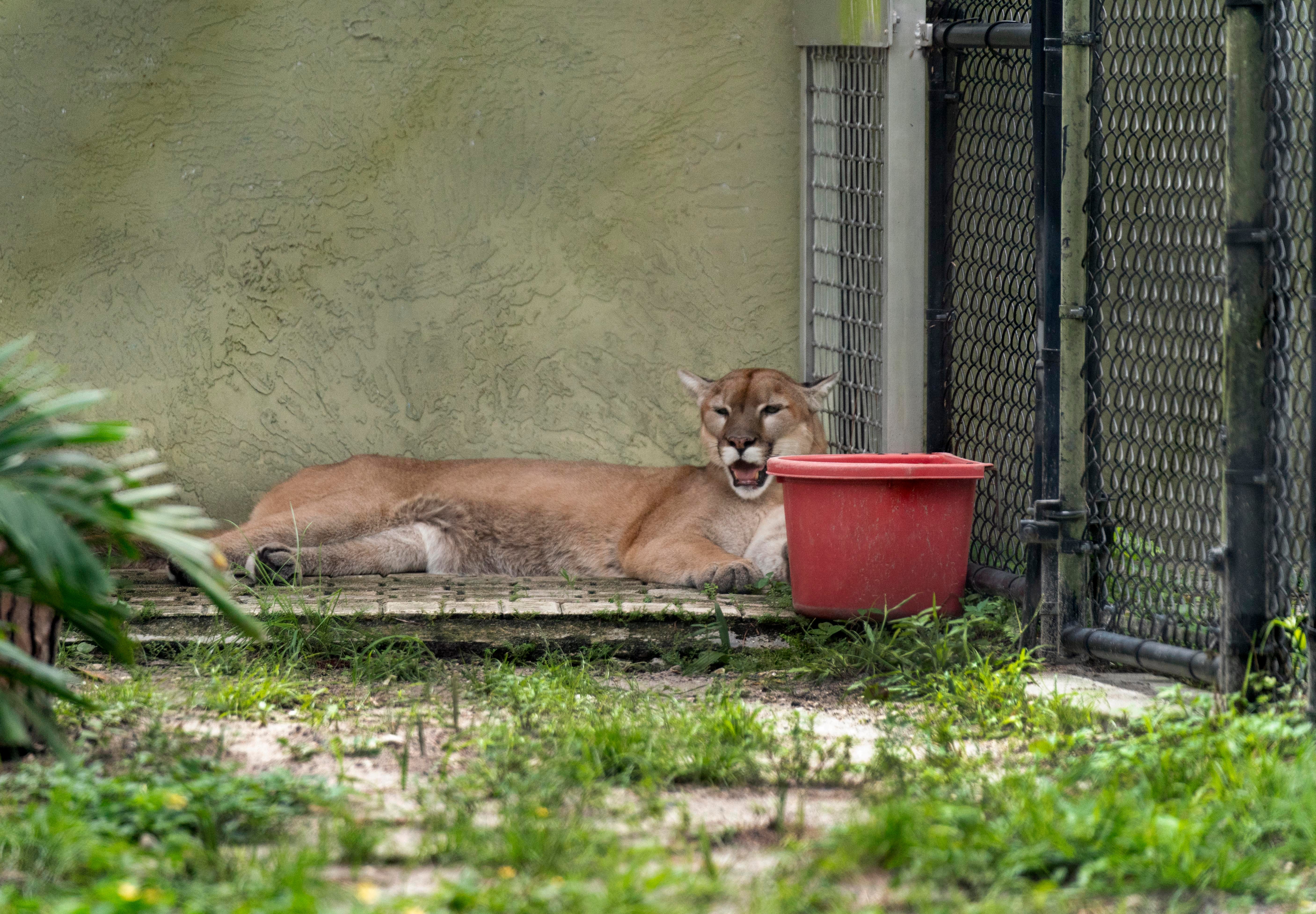 Busch Wildlife Sanctuary raising $12M in 6 months for move to new home
