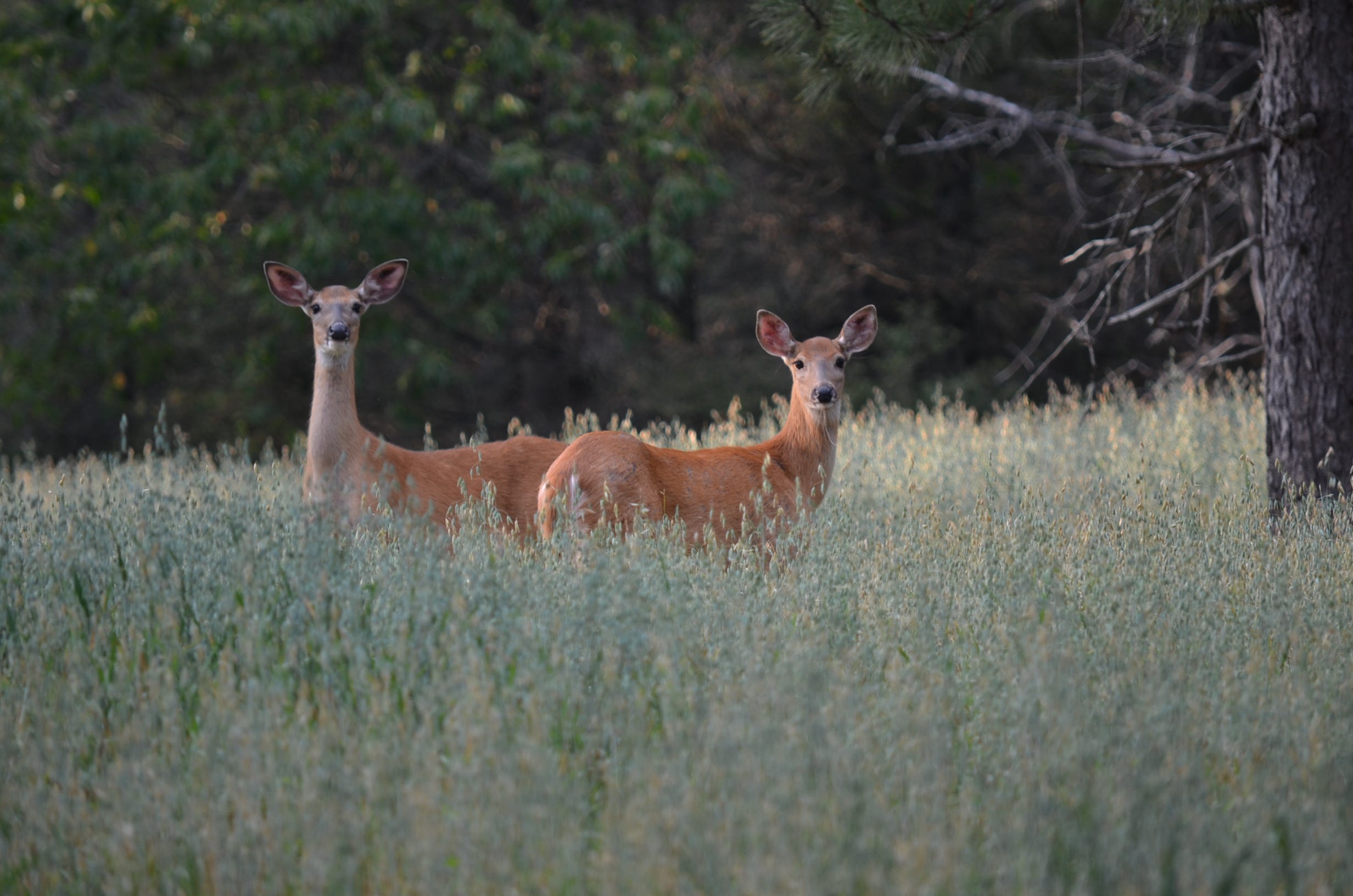 Hit the road this fall for these five Midwest deer hunts