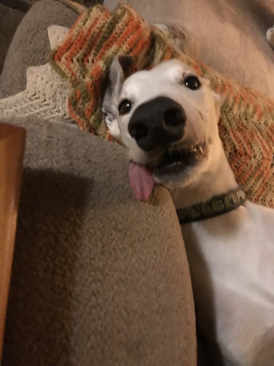 Delmer was a champion greyhound racer. In retirement, he was a goof.