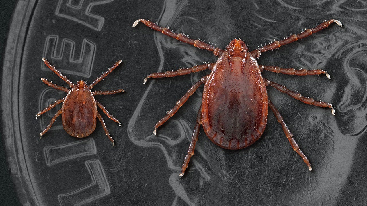 The Longhorned tick was found in Missouri. Here's what to know