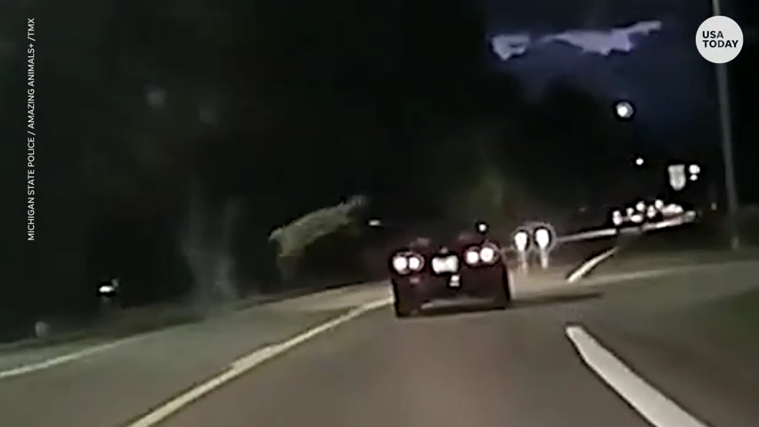 Watch: Deer leaps over car as it crosses Michigan roadway