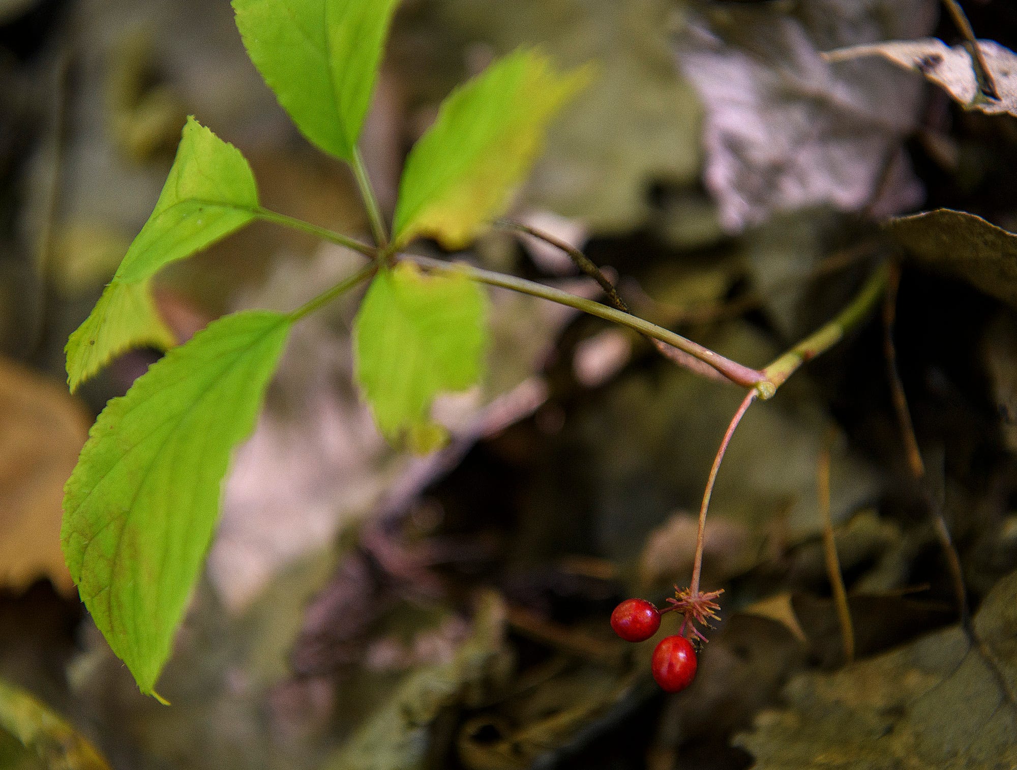 Ginseng Indiana: Hoosiers on the hunt for the plant this season