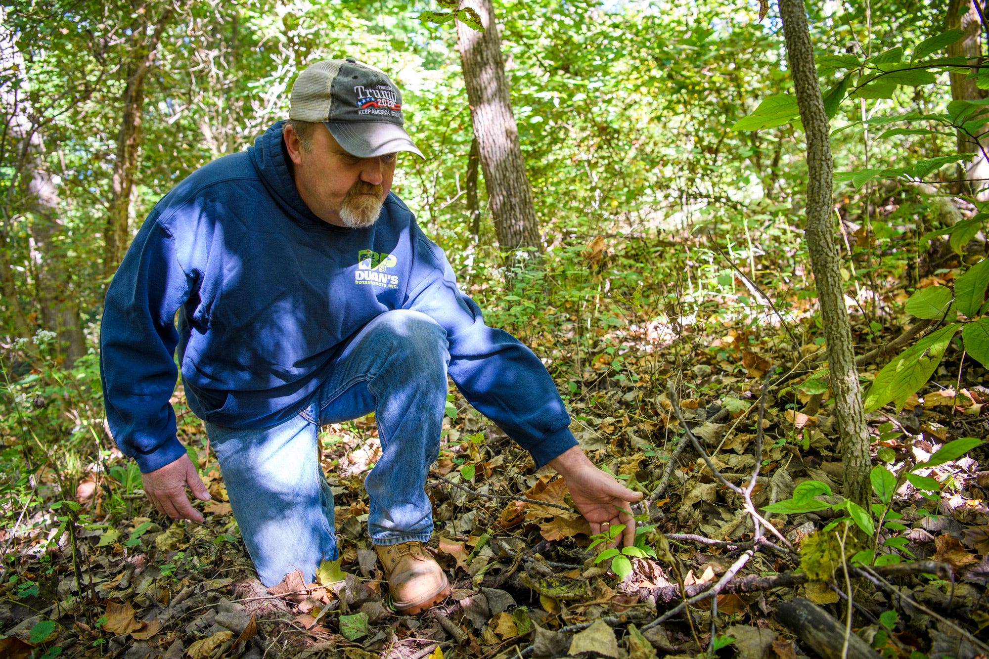 Ginseng Indiana: Hoosiers on the hunt for the plant this season