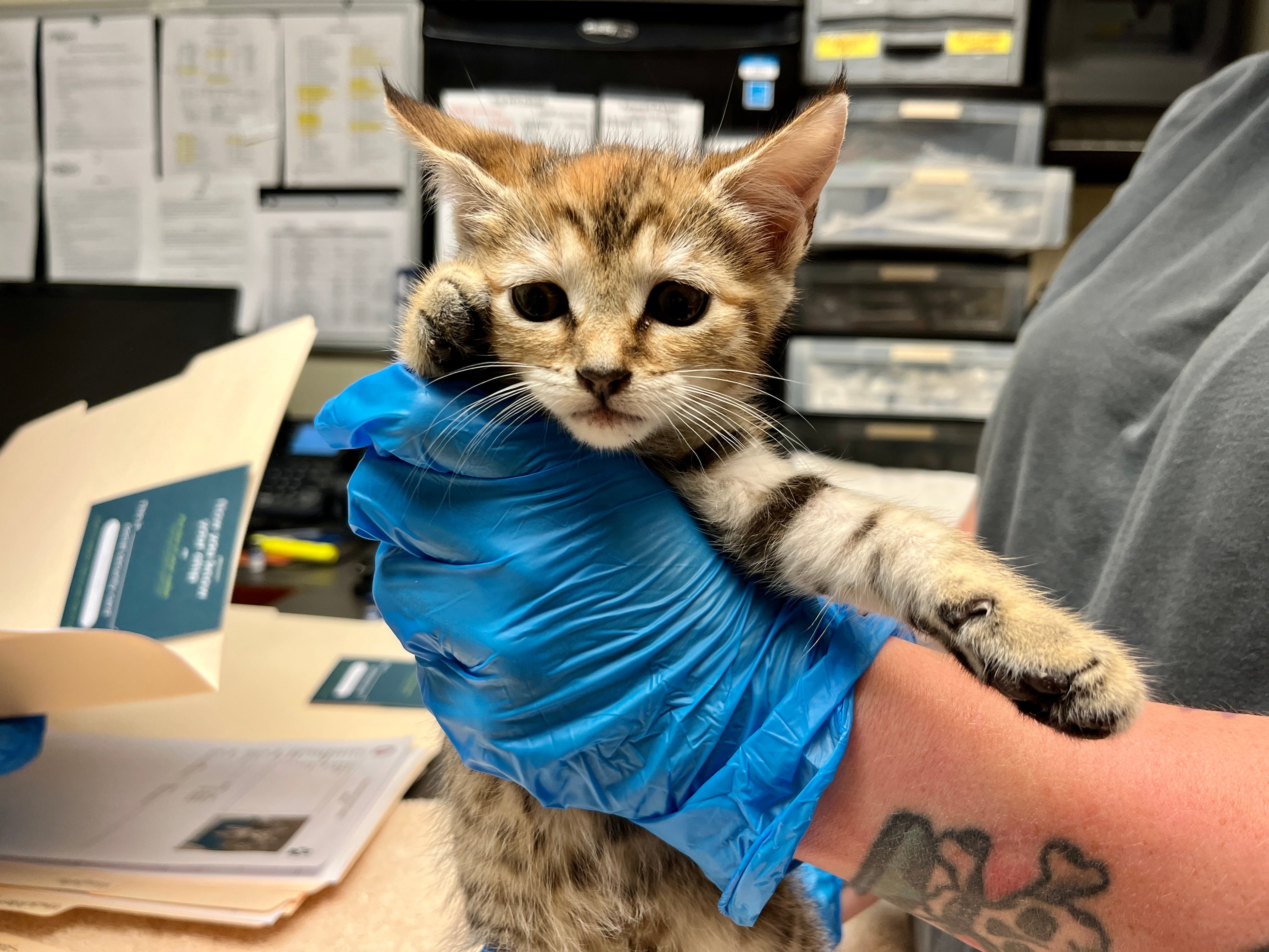 Hurricane Ian animal rescue: Cats, dogs saved from storm by group