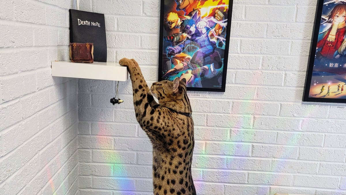 Fenrir Antares Powers the record holding cat