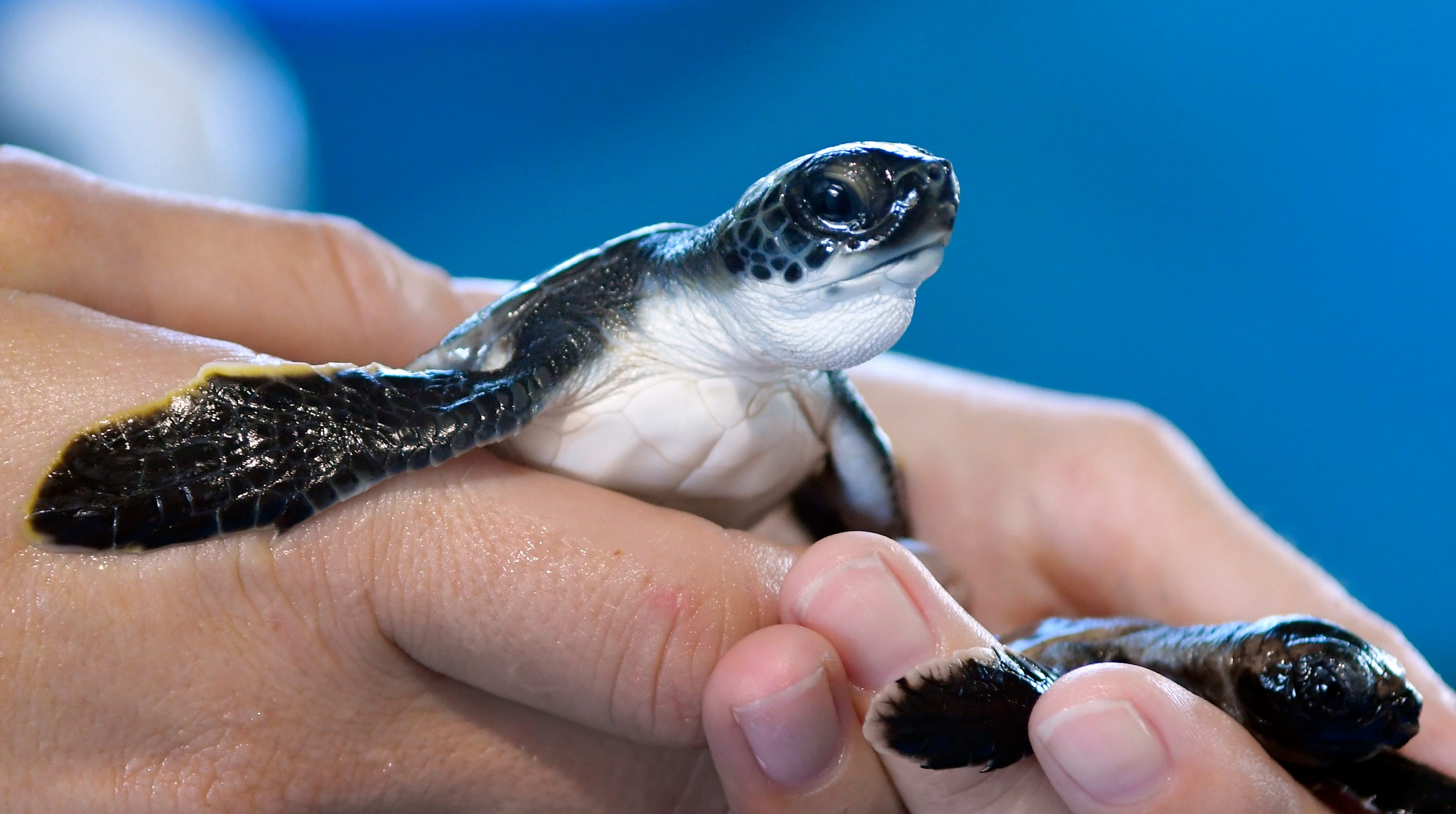 Baby Sea Turtle