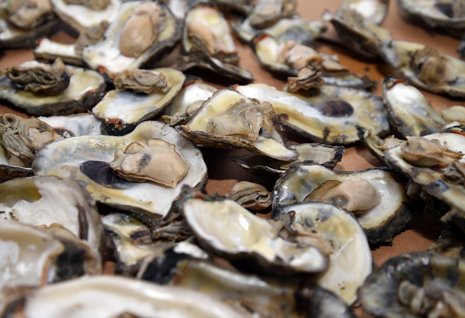 What to know about North Carolina oysters