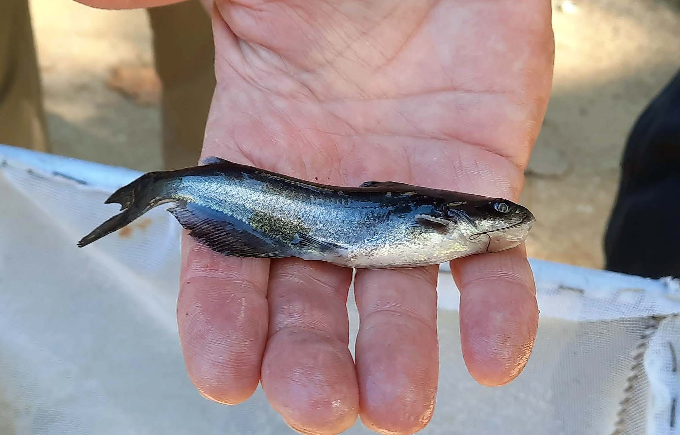 Officials determine ages of giant catfish weighing over 100 pounds ...