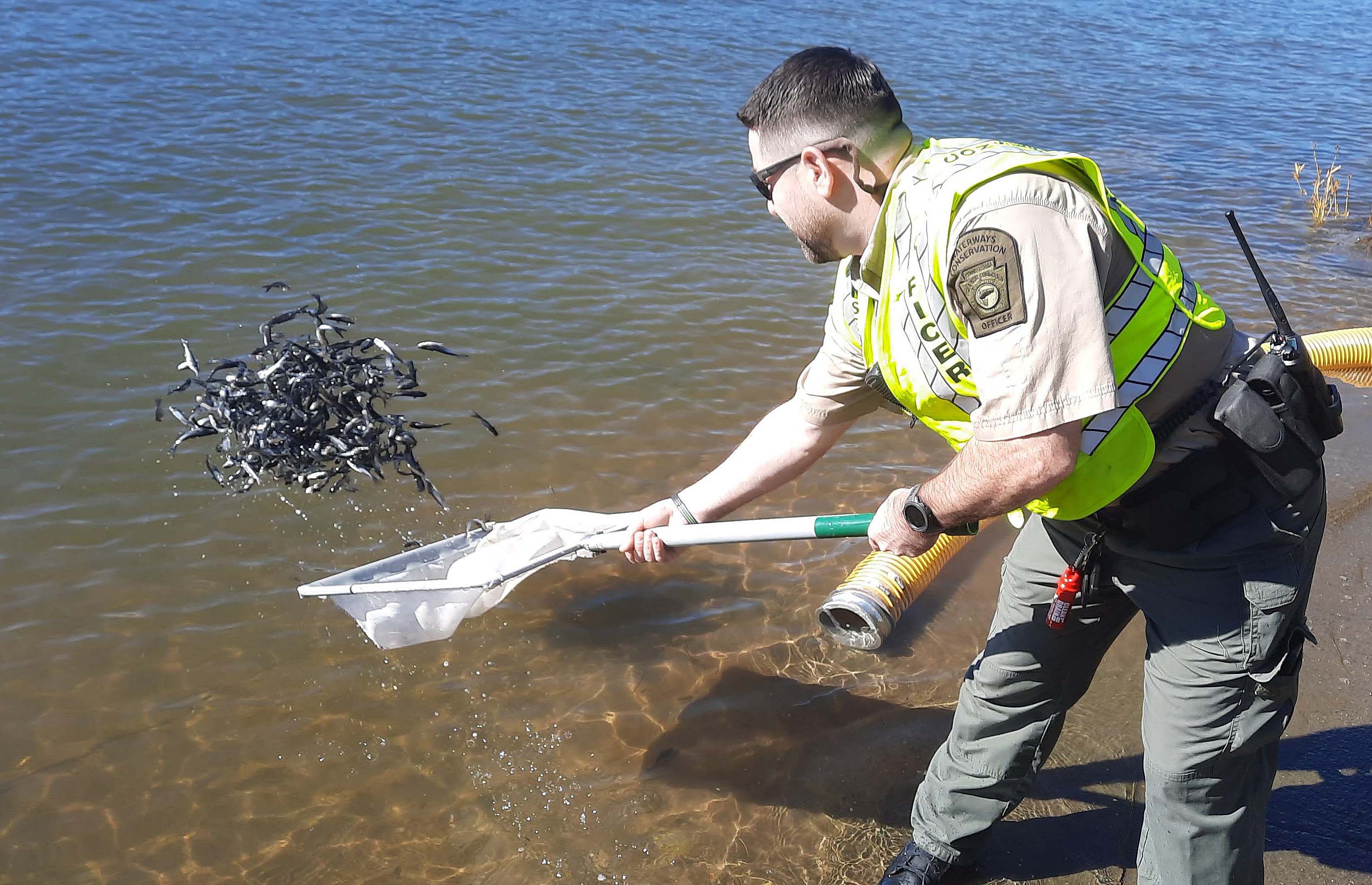 Massive blue catfish reintroduced to Ohio River in PA