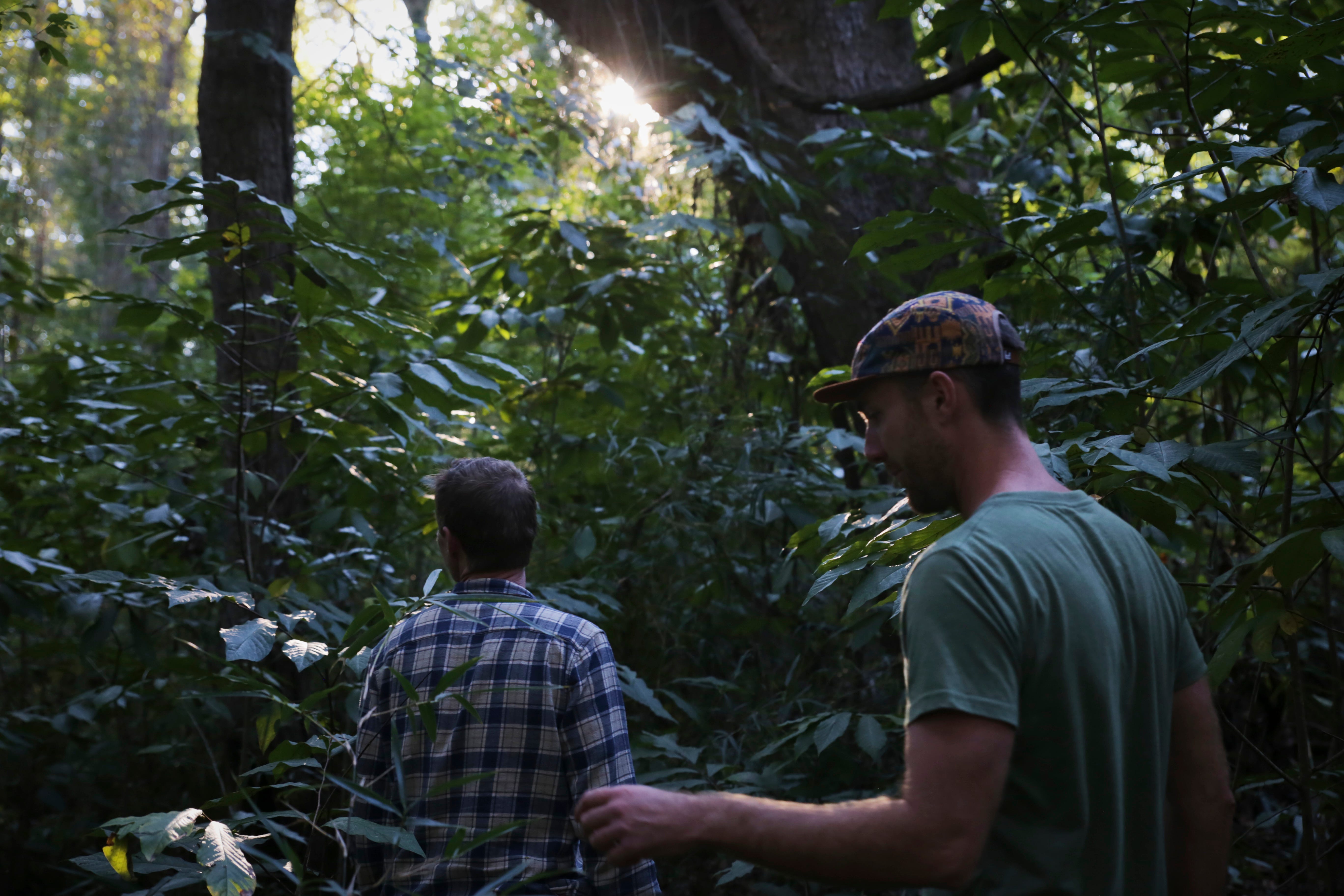 Pawpaw: Georgia's obscure but beloved native fruit