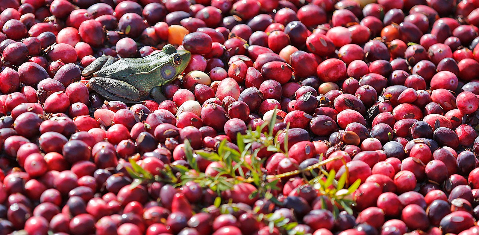 Cranberry tours offer a glimpse into Carver, Plymouth industry