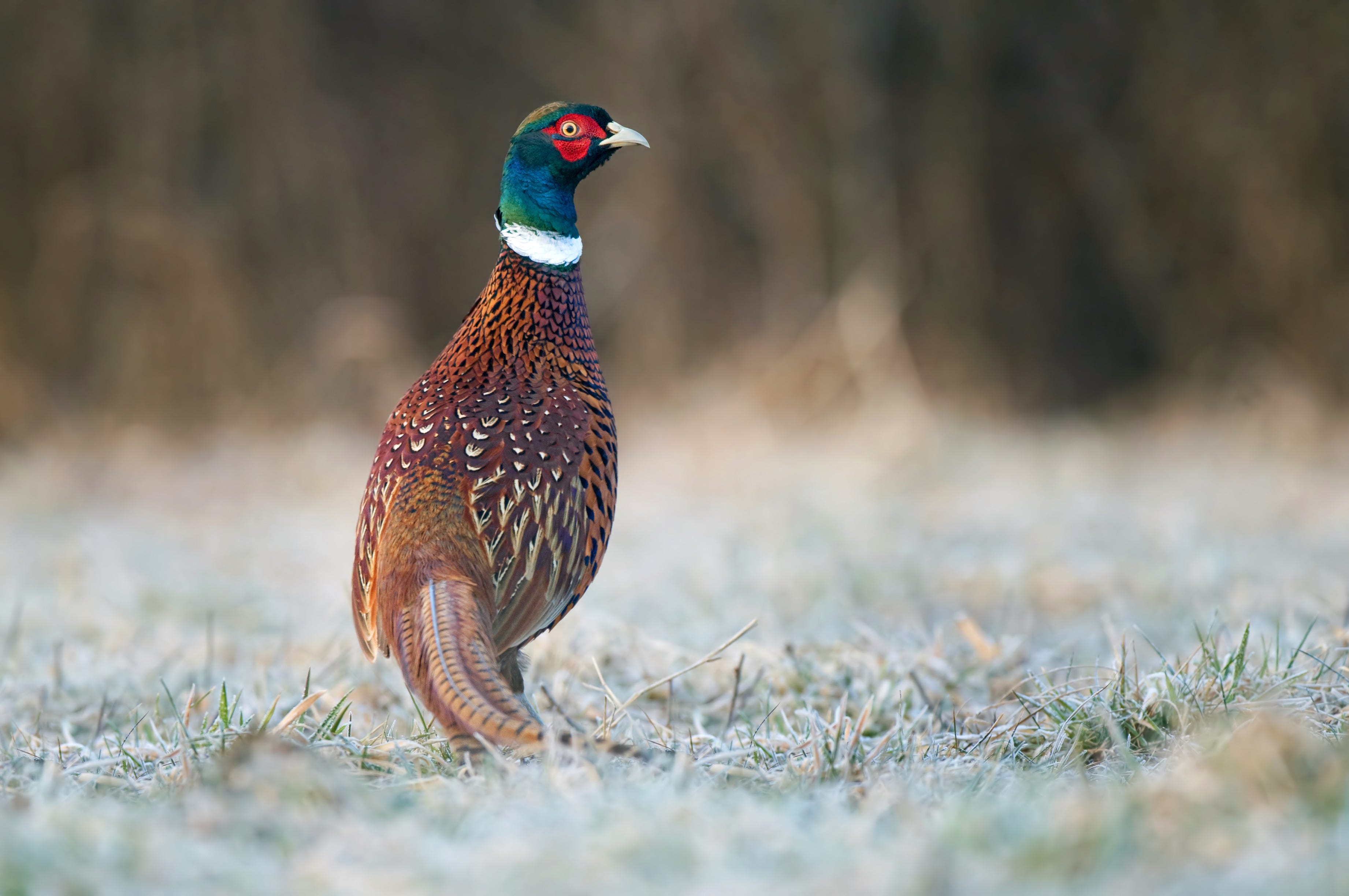 Kansas pheasant numbers take slight dip after summer drought