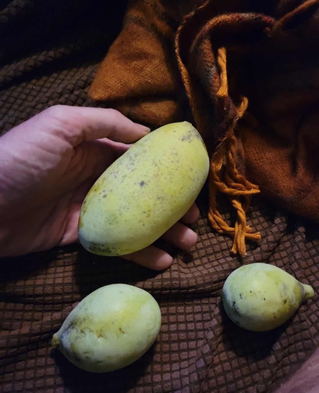 Pawpaw: Georgia's obscure but beloved native fruit