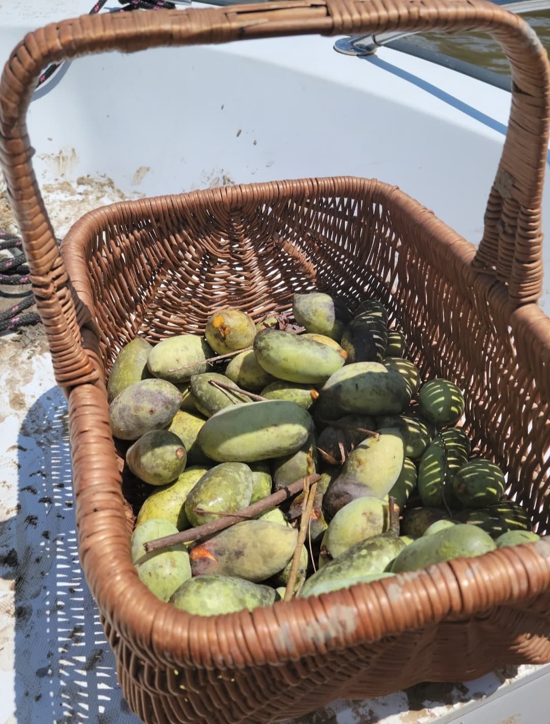 Pawpaw: Georgia's obscure but beloved native fruit