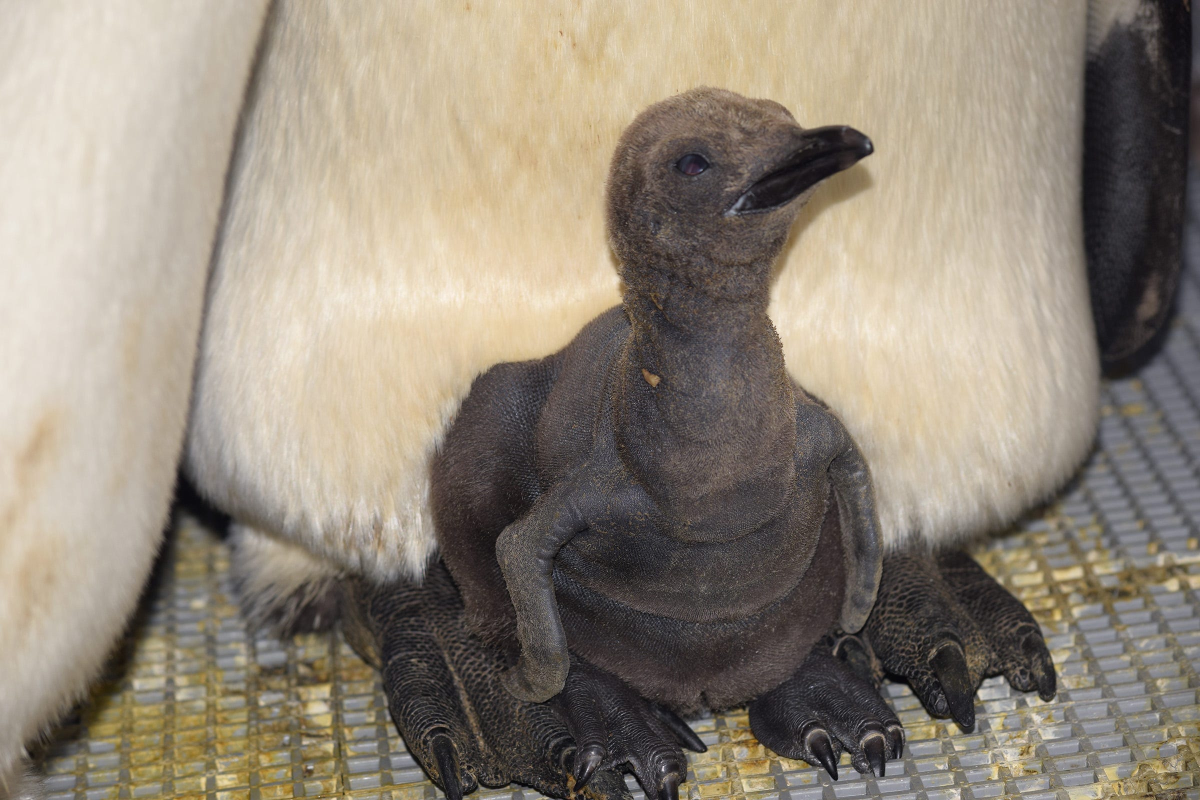 Detroit Zoo gets new baby Penguin with help from Cincinnati Zoo