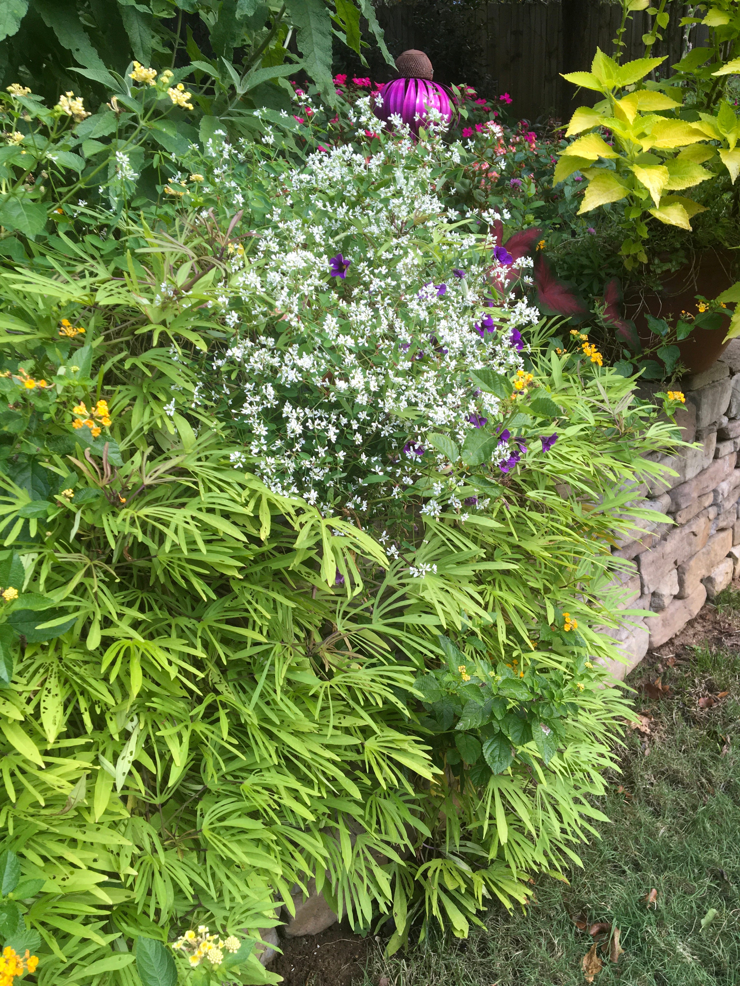 Garden Guru: Perennial ornamental sweet potatoes can be addictive.