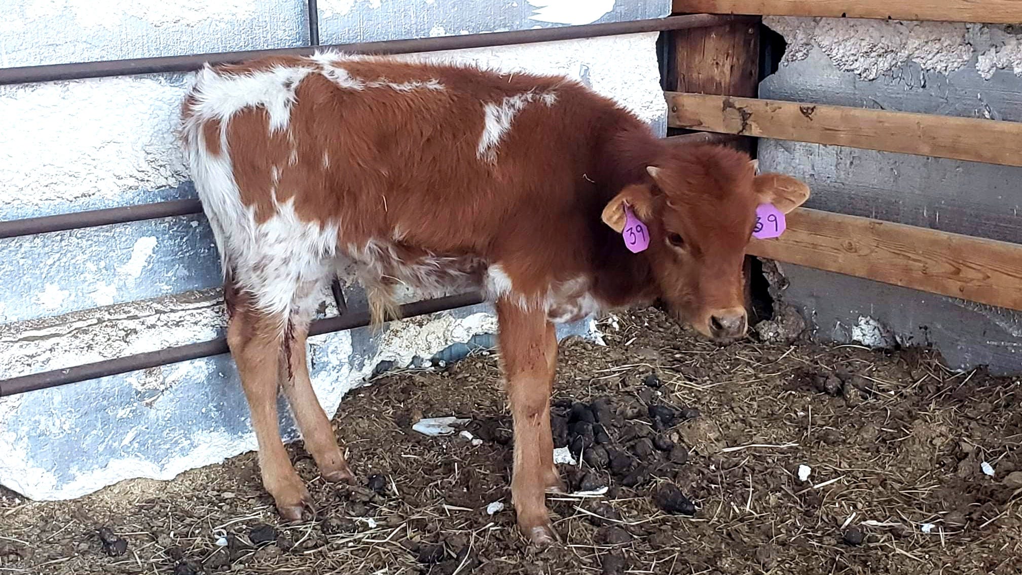 Colorado wolves kill calf, gravely injure another in latest attack