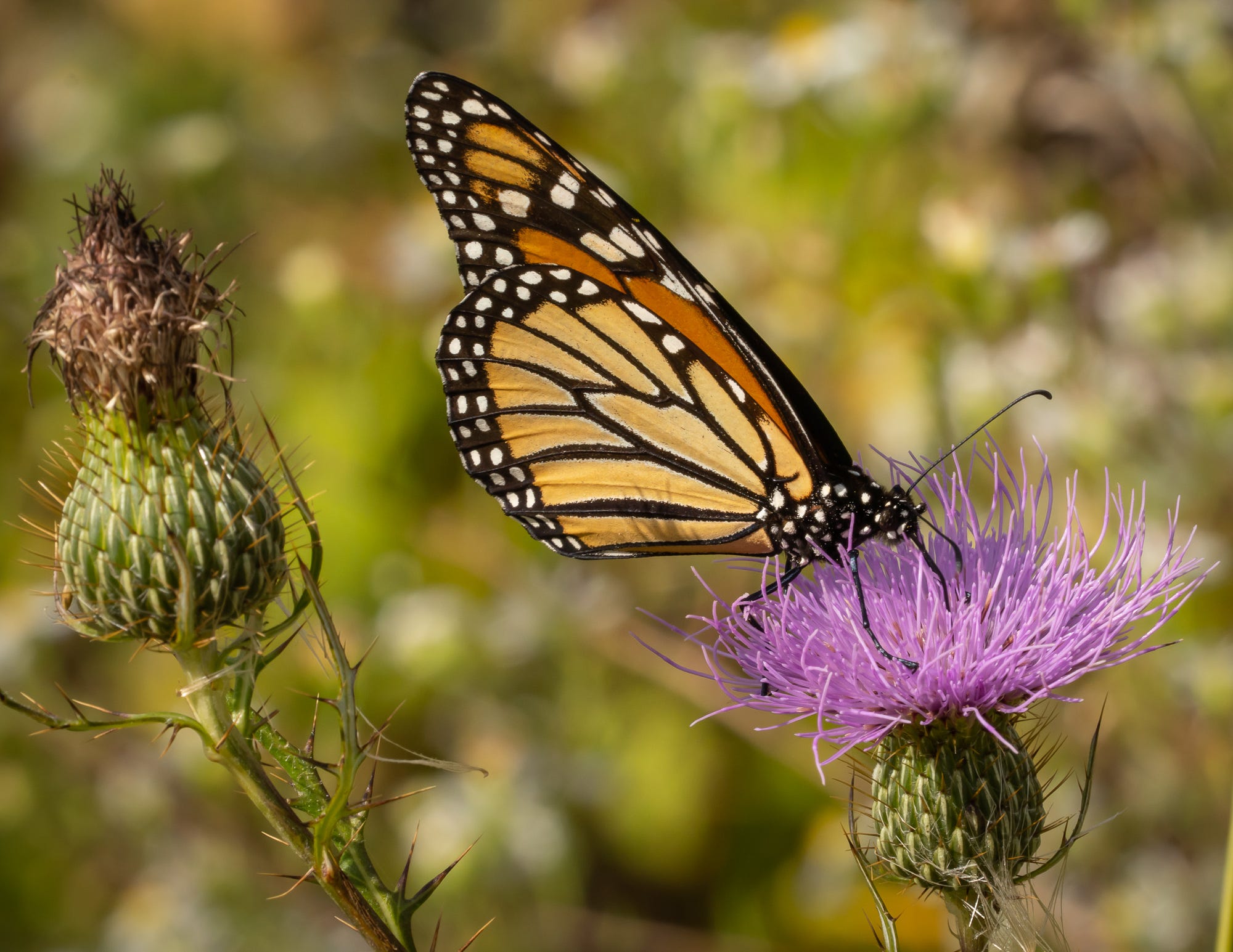 Word from the Smokies: Volunteers track monarch butterflies in park