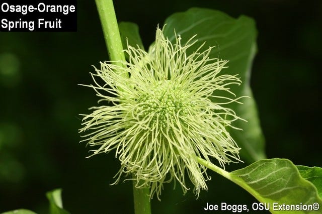 Osage-Orange aka hedge apple trees well-suited to various conditions