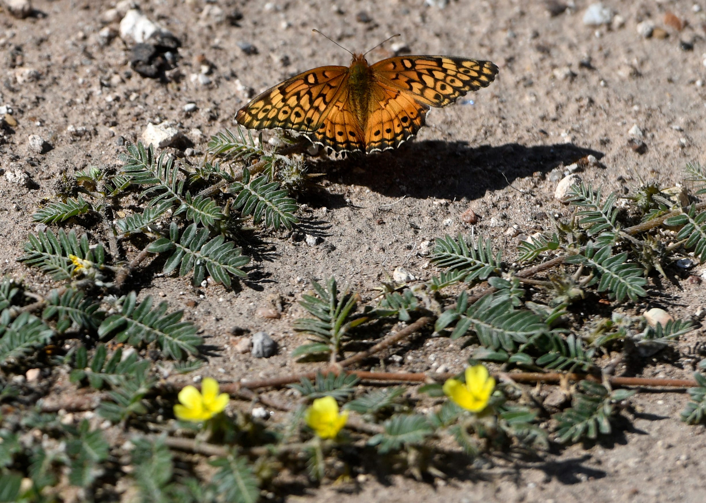 Monarch migration is in Texas. But wait, is this all of them?