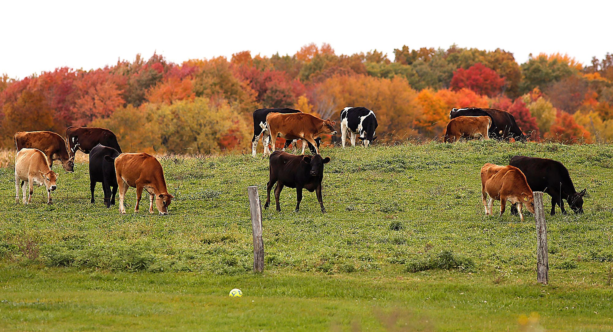 Baker: The curious history of cows is a moving story