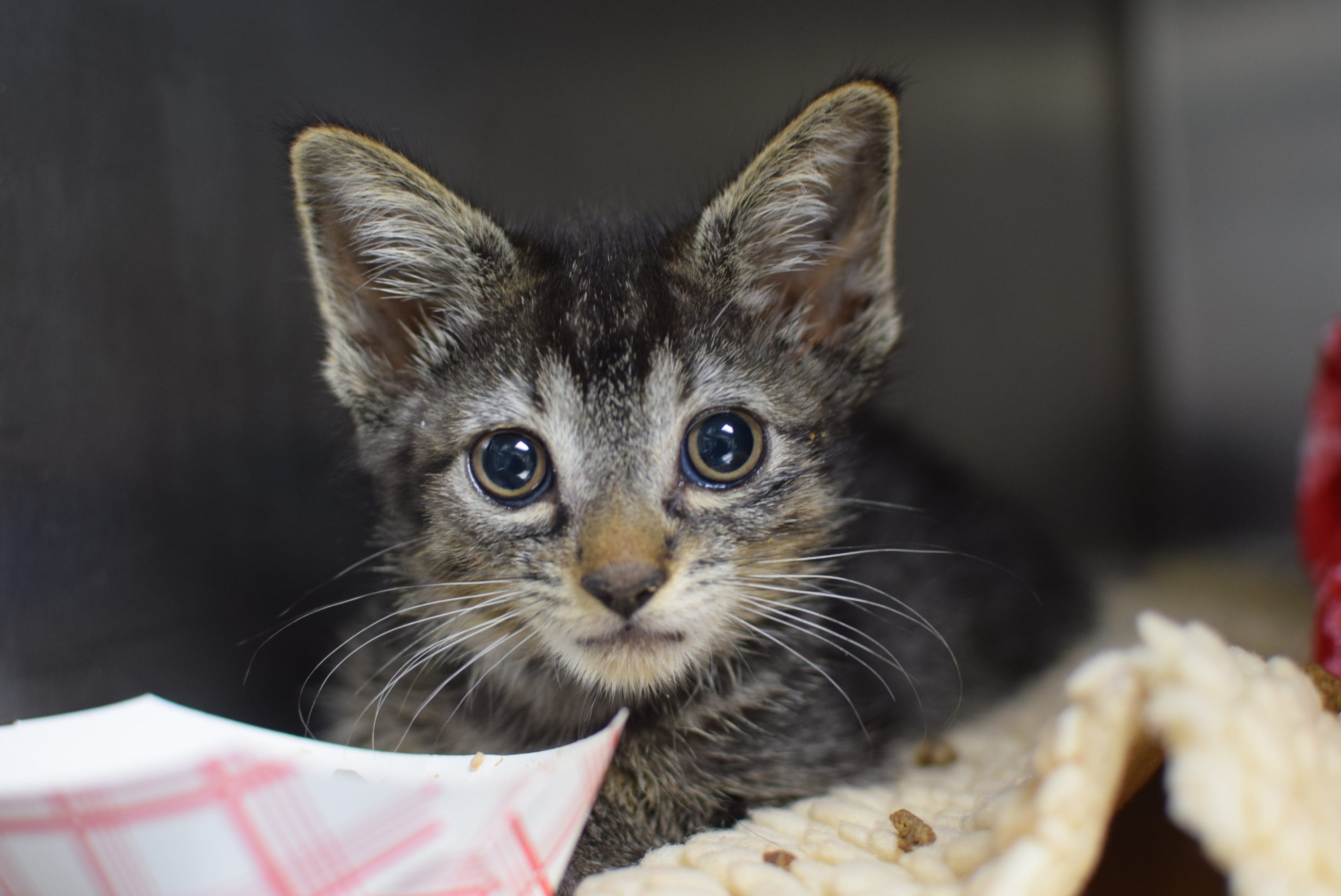 2 Oregon residents charged with animal neglect of 87 cats