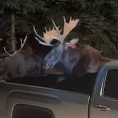 elk fighting moose