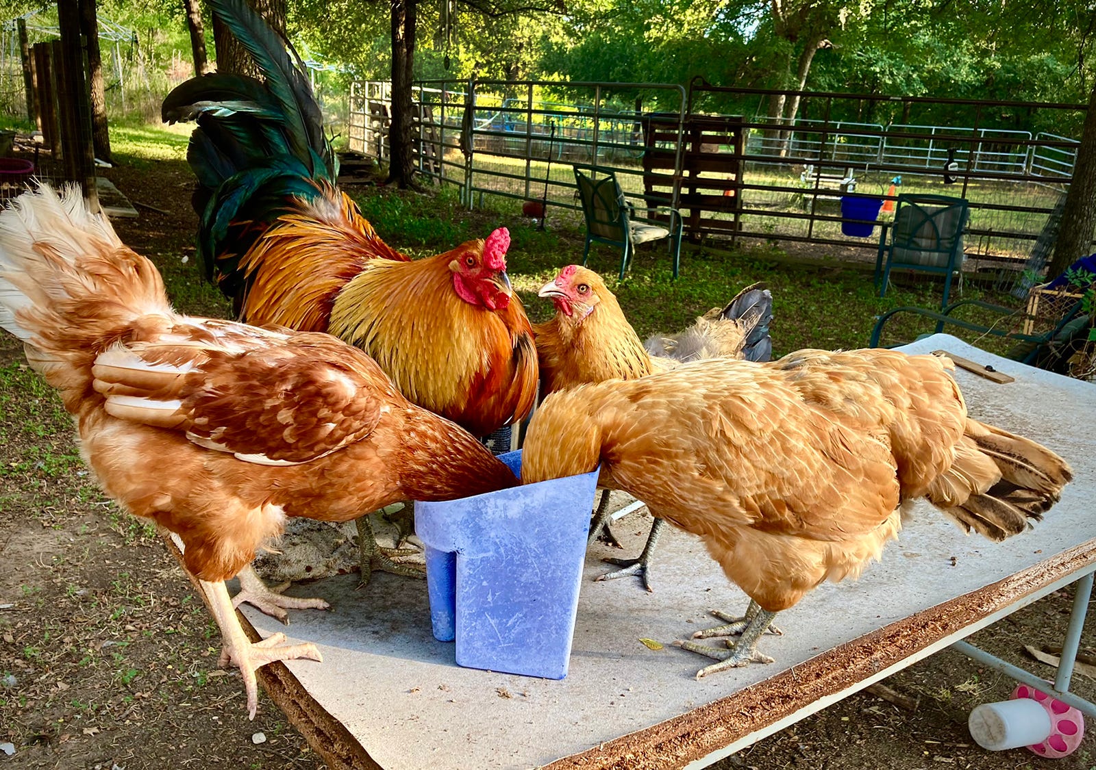 Highly infectious bird flu is back in Texas. Here's what to know