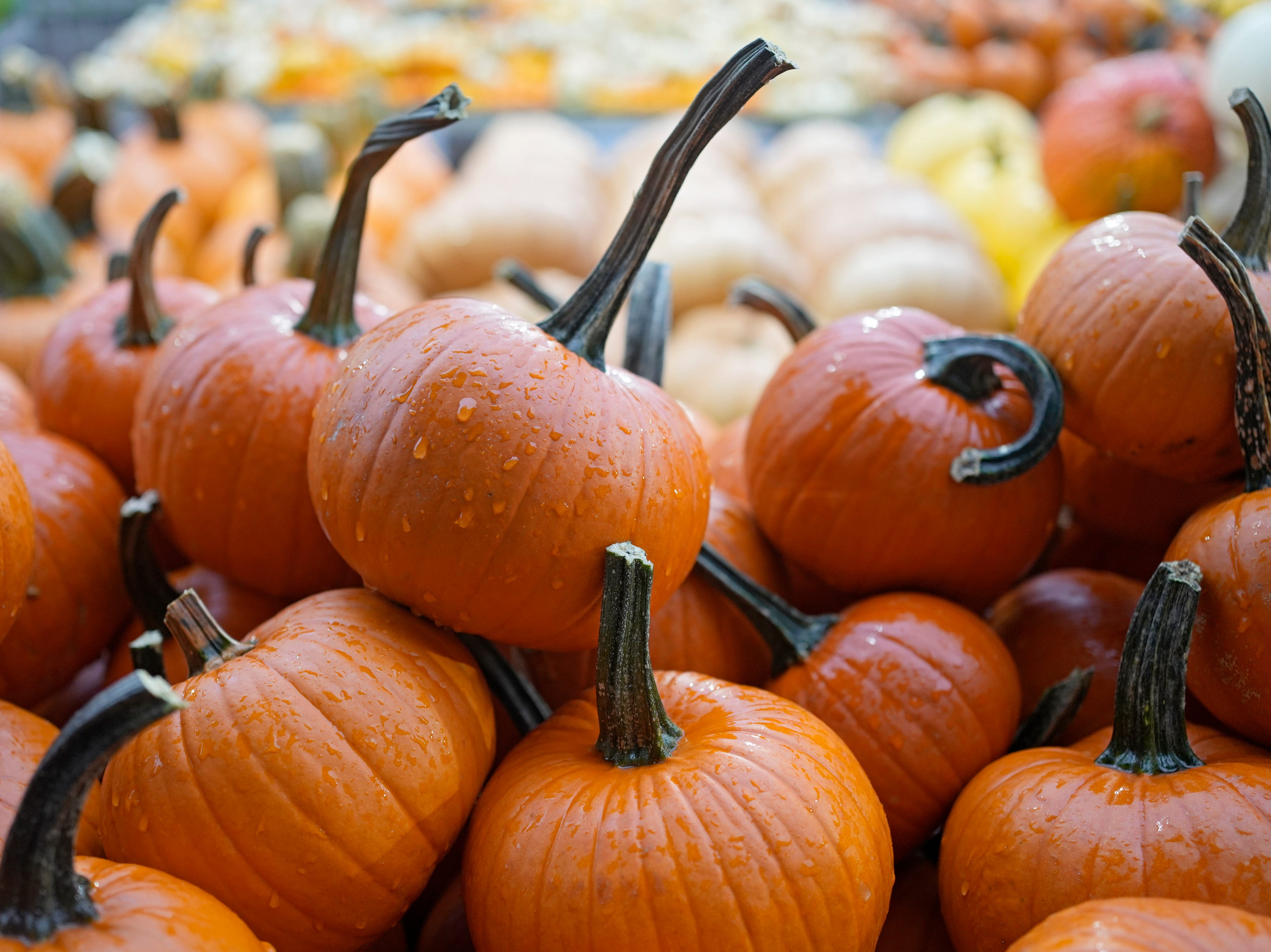 Here's what to do with rotting pumpkins now that Halloween is over