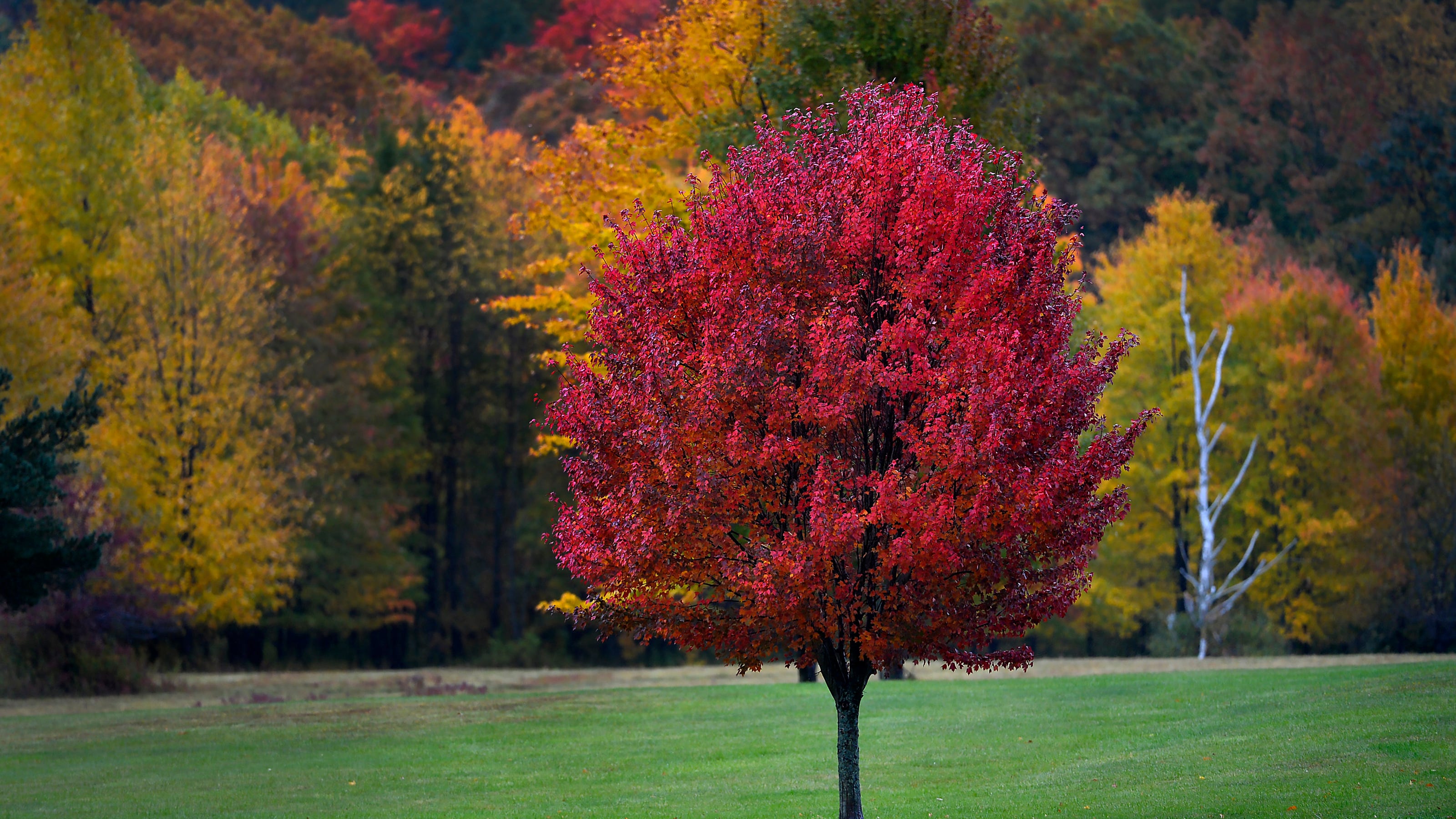 Top 10 Places To See Fall Foliage In Erie County This Season top-10-places-to-see-fall-foliage-in-erie-county-this-season
