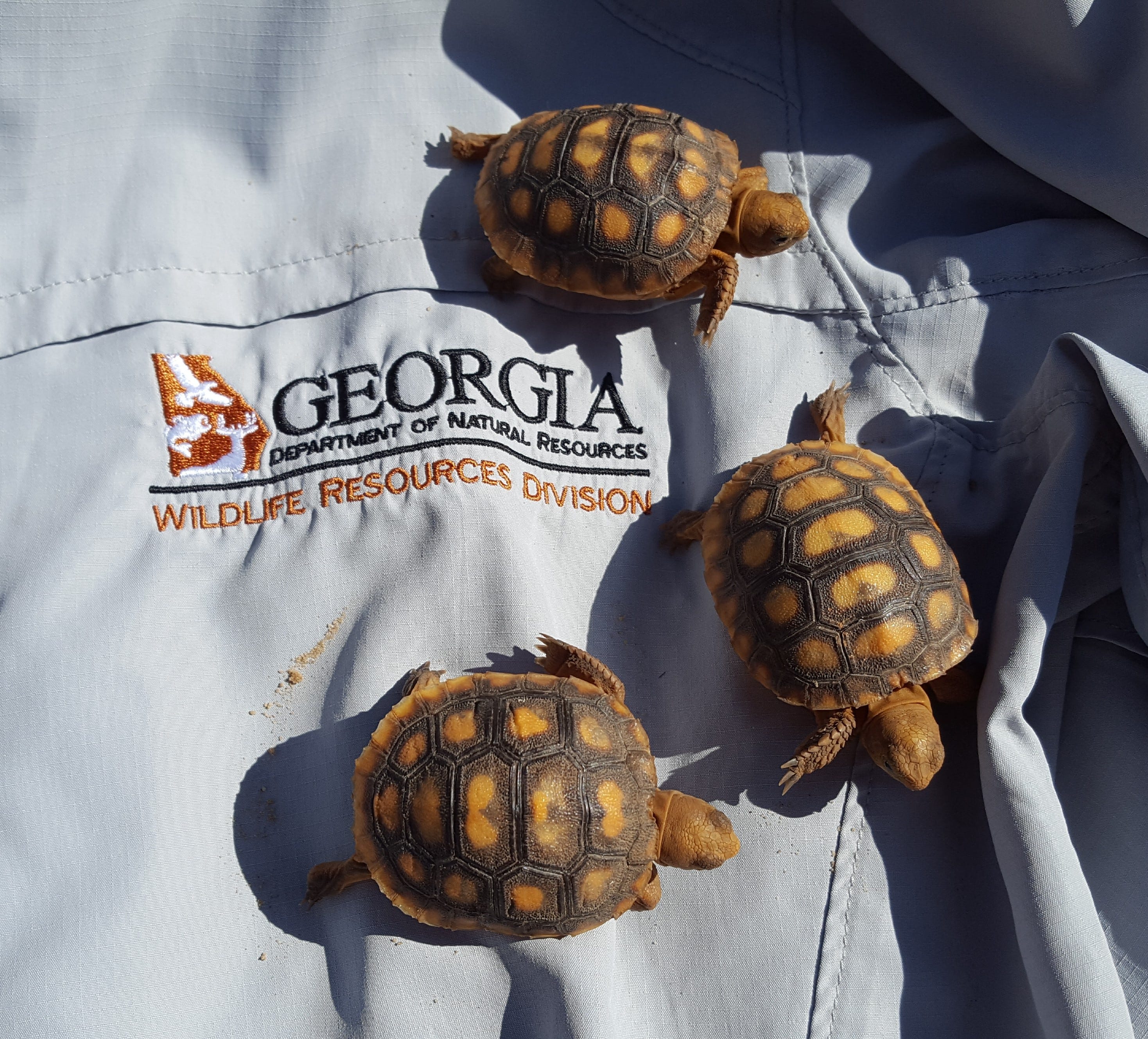 Georgia gopher tortoises skirt endangered status citing conservation
