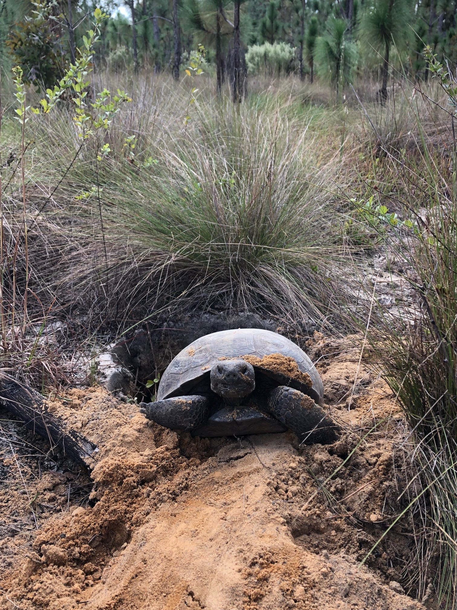 Georgia gopher tortoises skirt endangered status citing conservation
