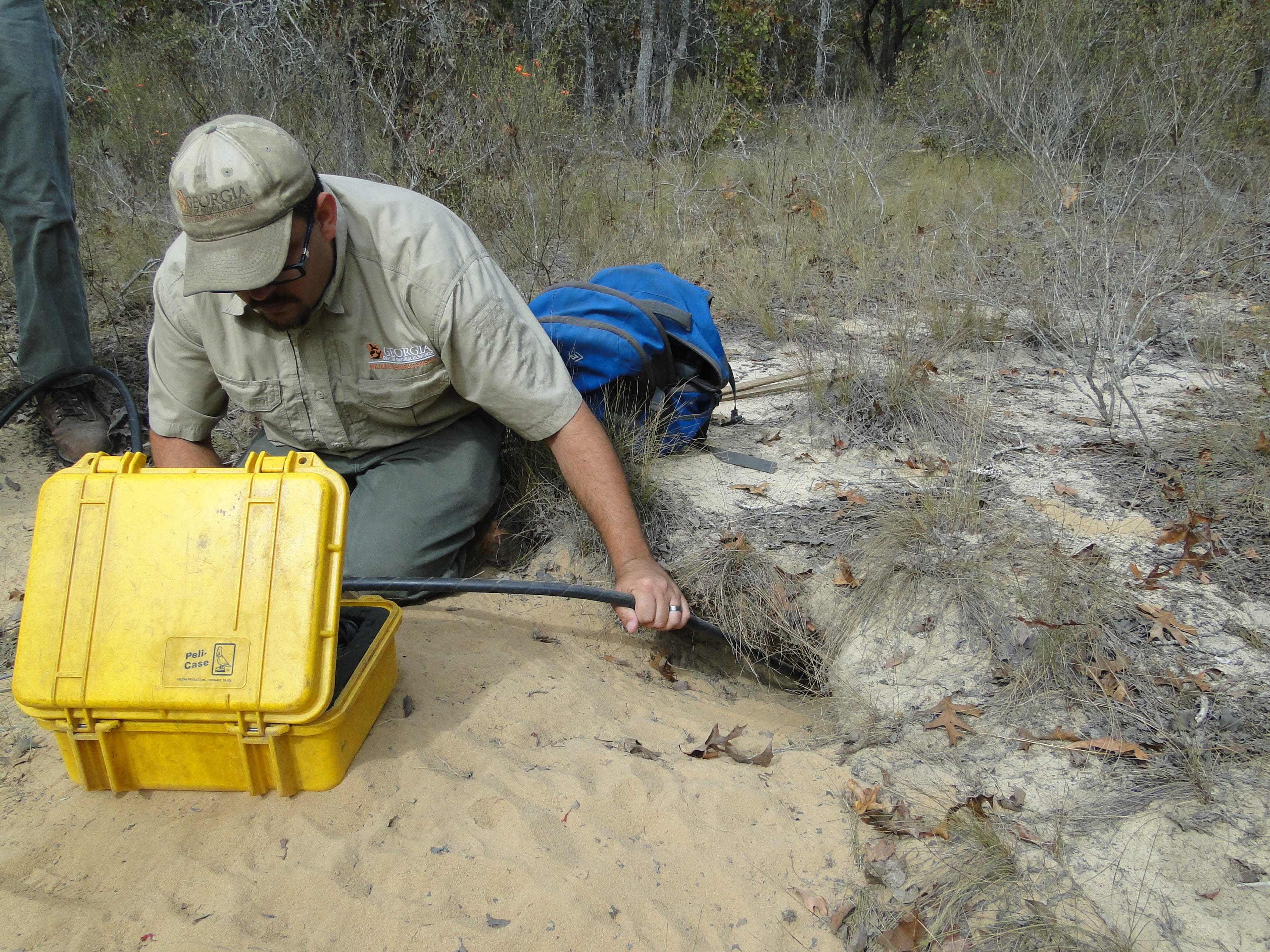 Georgia gopher tortoises skirt endangered status citing conservation