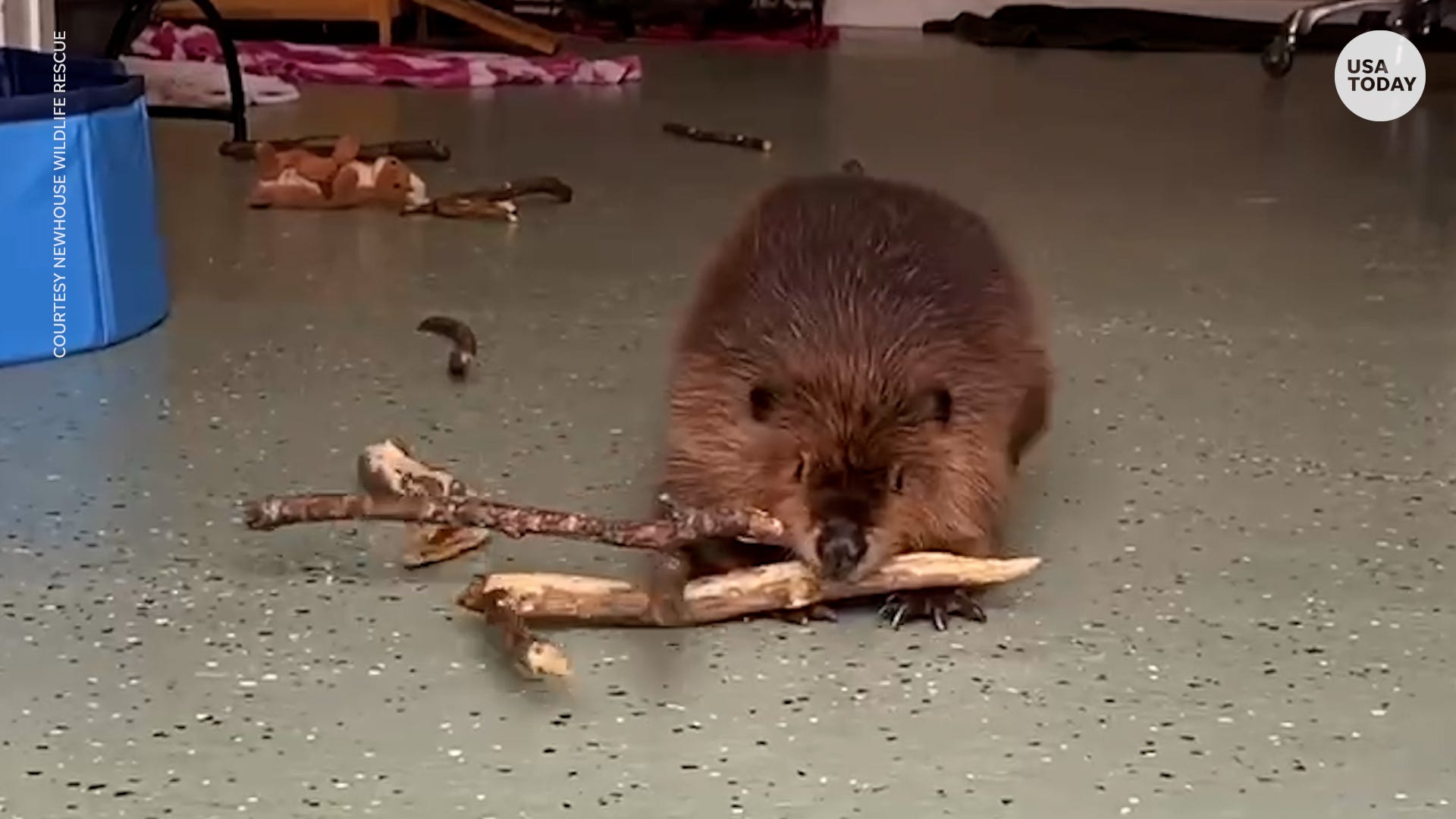 Nibi the beaver says ‘no’ to new roommate, builds dam to stop new beaver from coming back ...