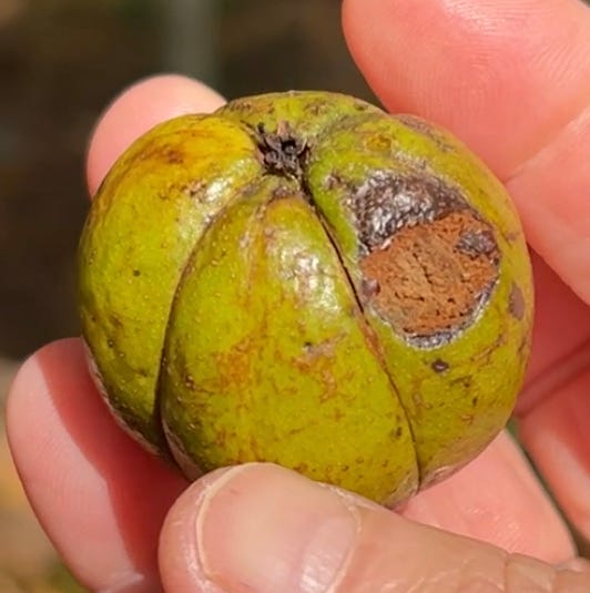 Shagbark hickory nuts the 'black truffle' of the nut world