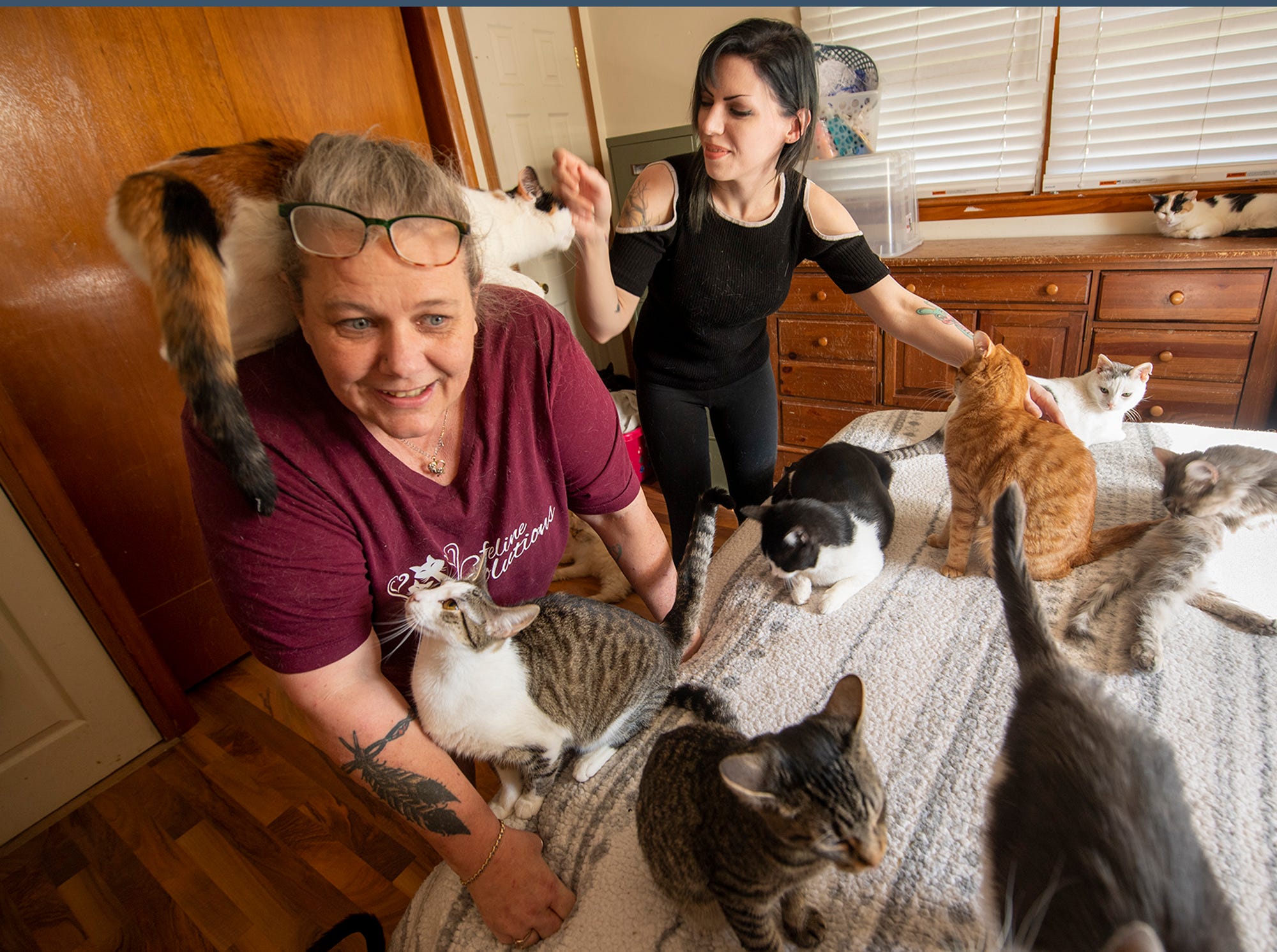 Cat rescue trying to save 70 cats from one boarding house