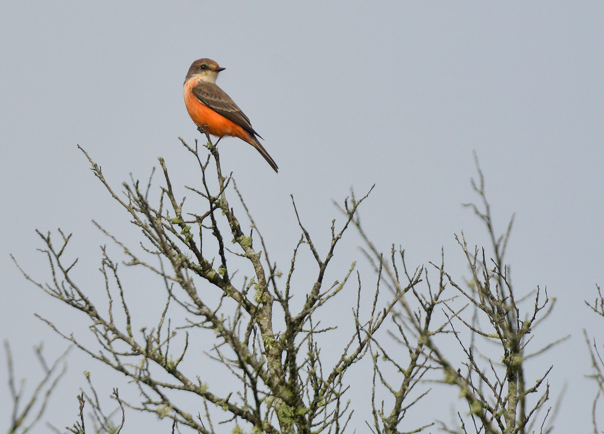 Cape Cod scientist spots rare bird vermilion flycatcher in Brewster