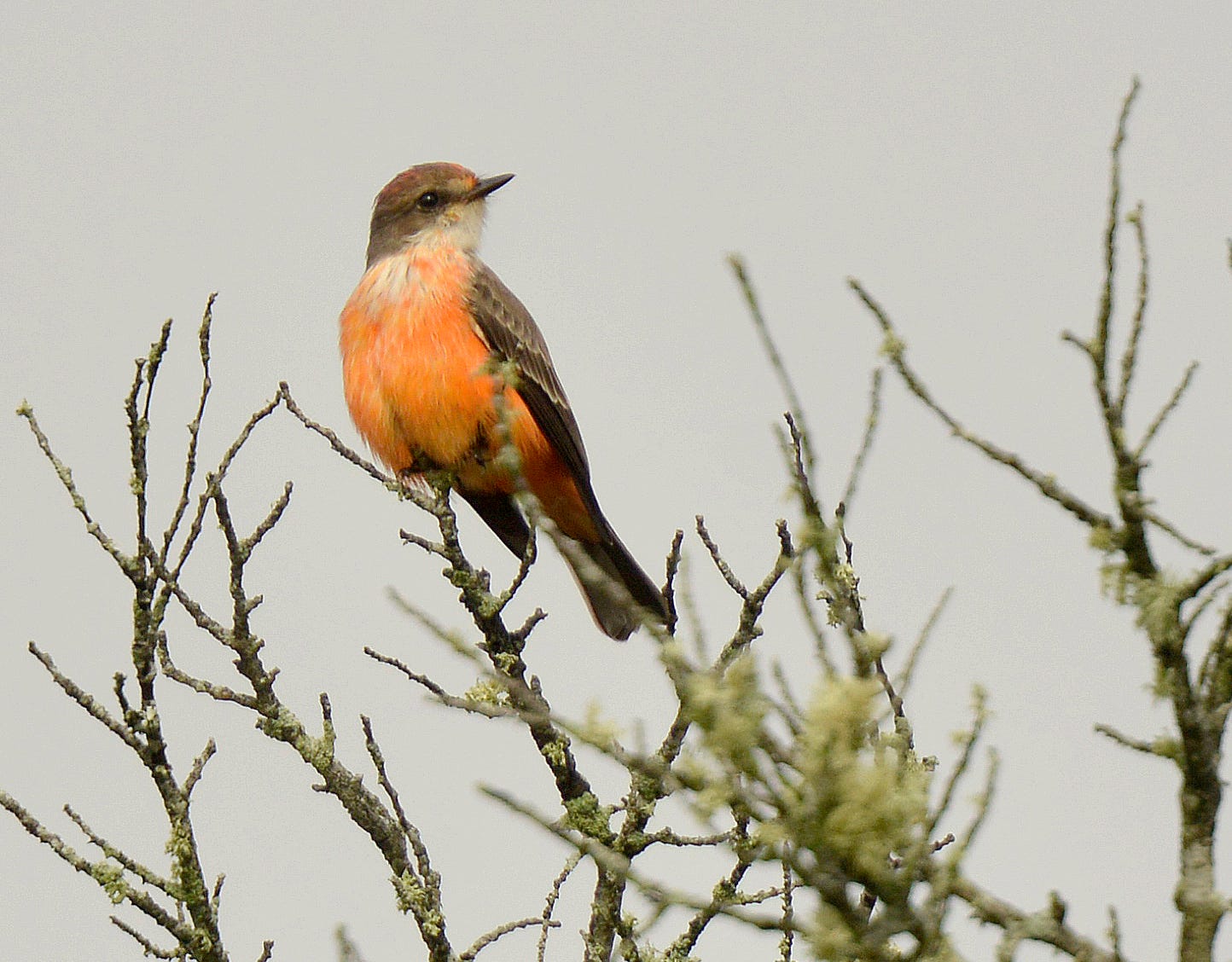 Rare vermilion flycatcher bird spotted in Massachusetts for first time
