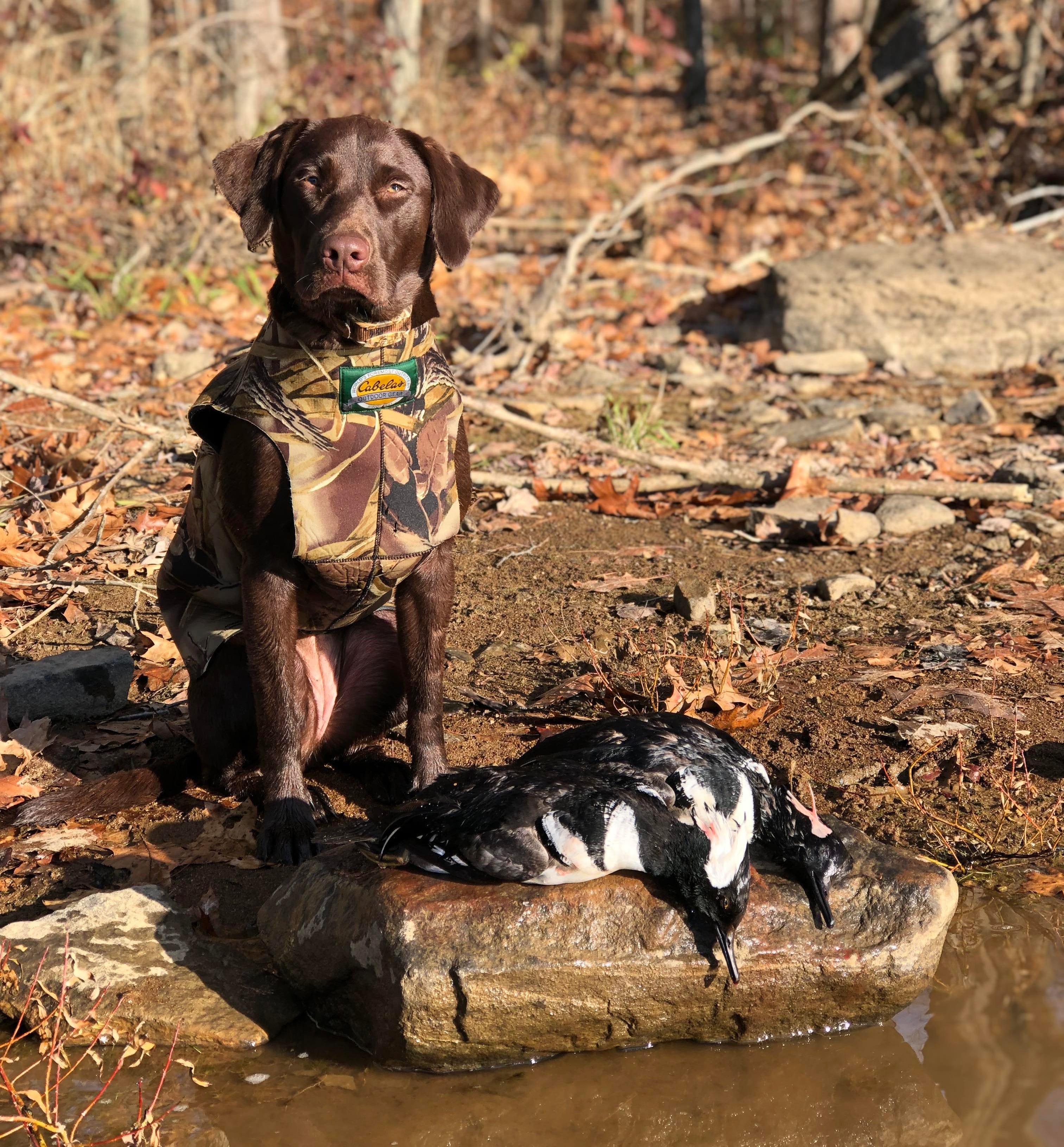 Chocolate Labs Hunting Ducks