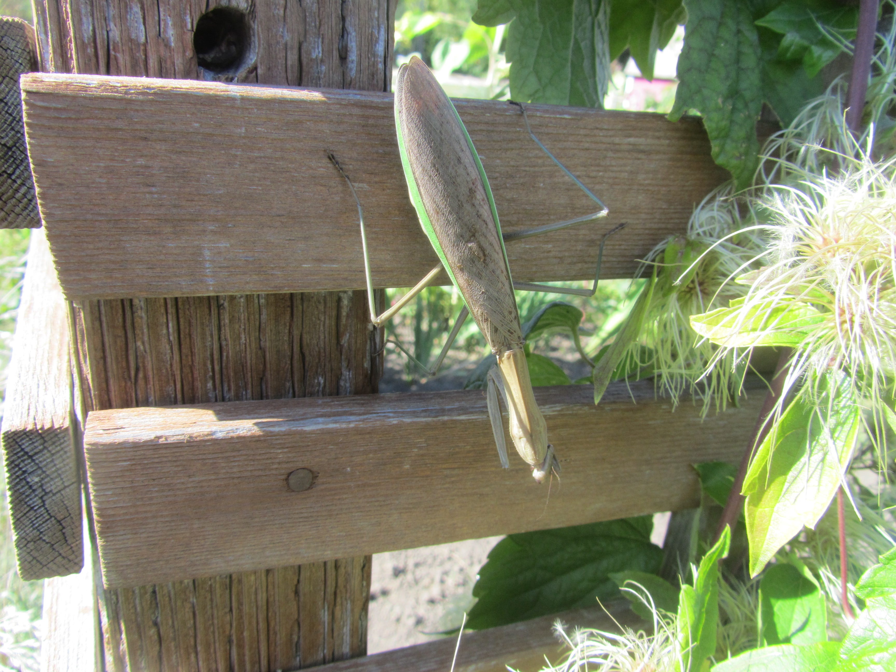Finding praying mantis egg cases in the fall is easier after frost