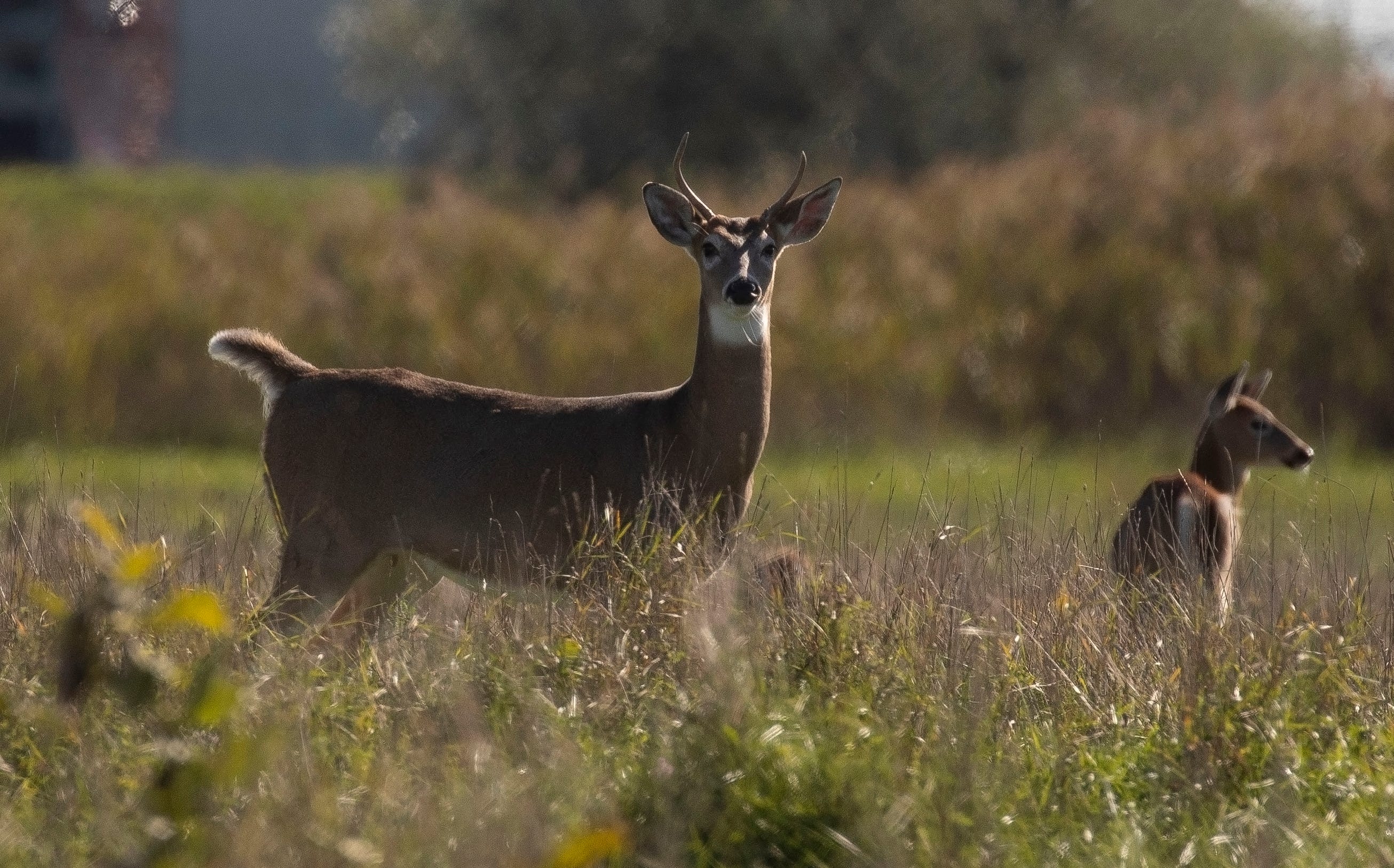 Michigan deer population soaring due to fewer hunters, warming climate