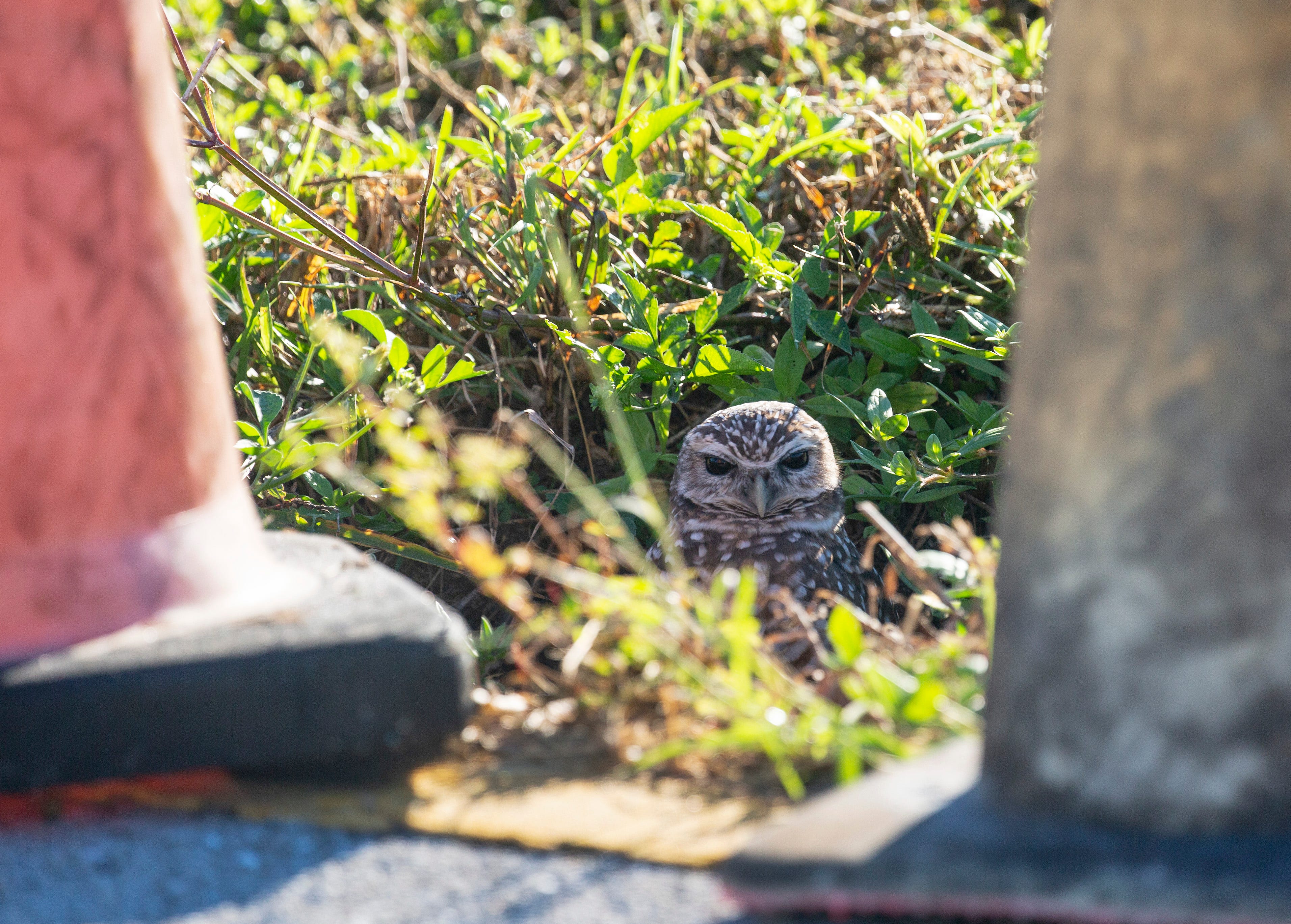 Burrowing owls in Cape Coral could use your help after Hurricane Ian