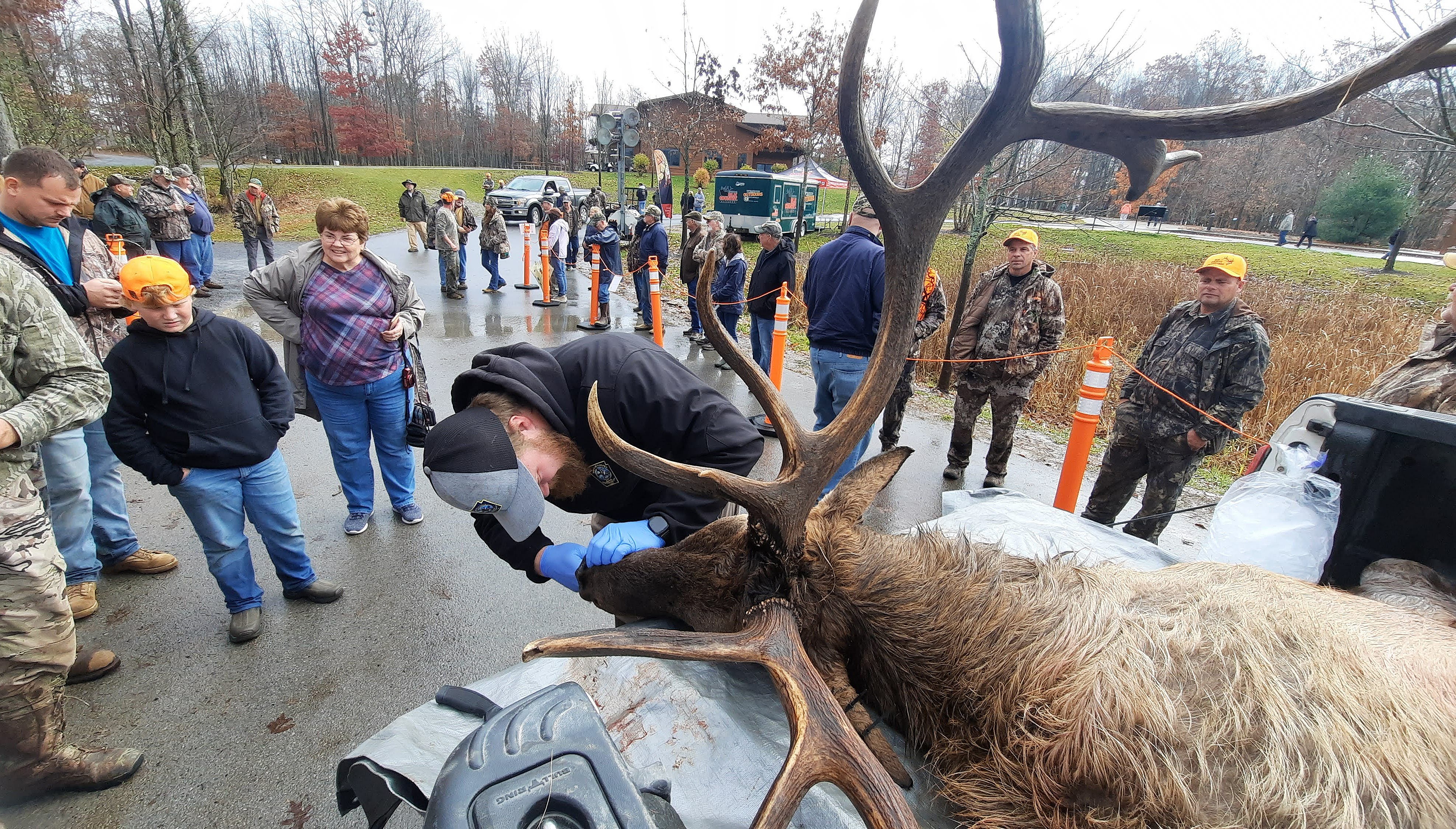 Big elk checked in first days of elk hunting season in Pennsylvania